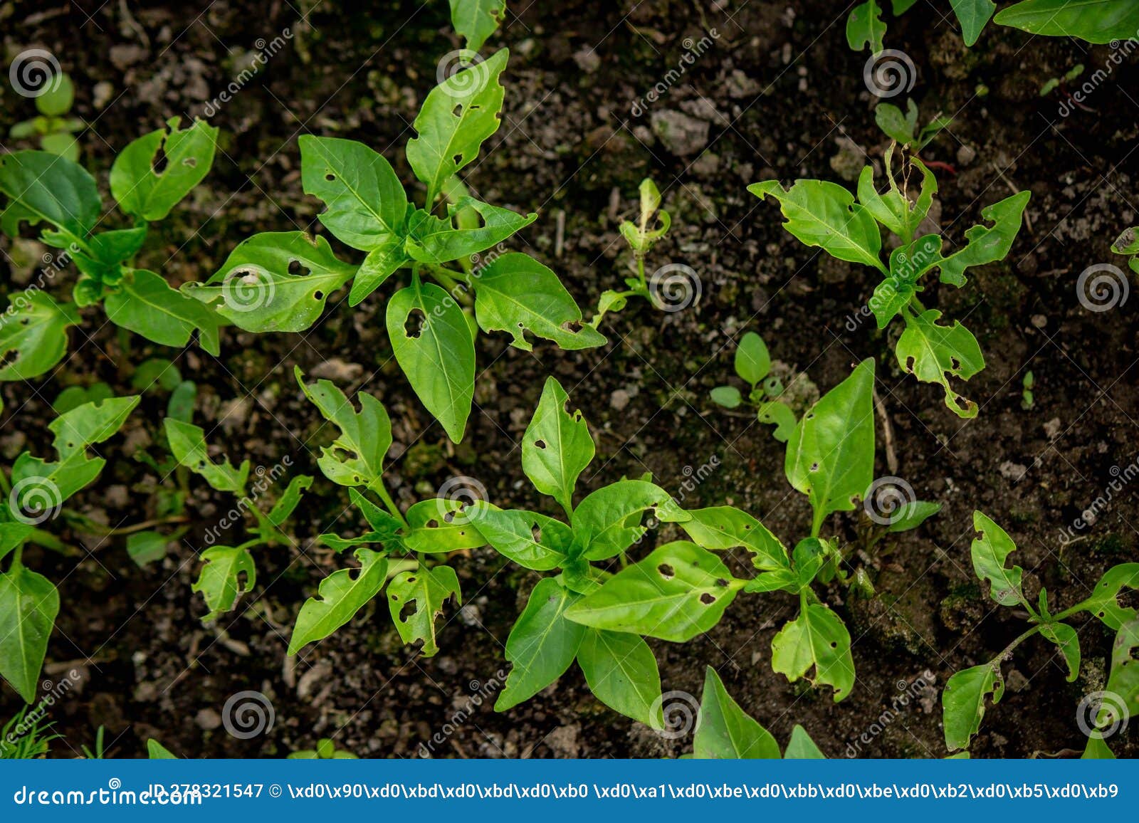 Pepper Seedlings are Eaten by Bugs Stock Image - Image of leaf, peppers ...