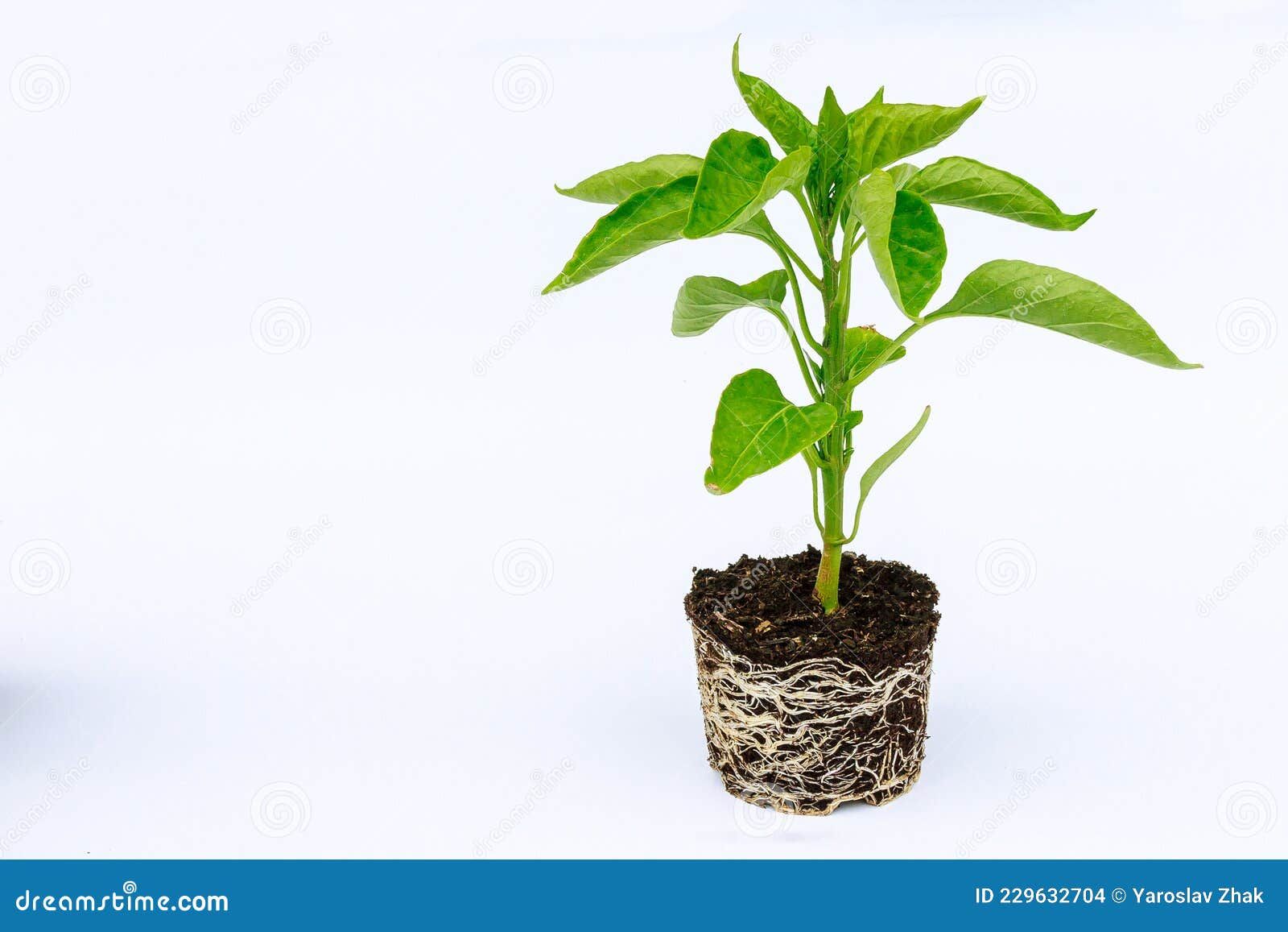 Pepper Seedlings with a Healthy Root System on a White Background ...
