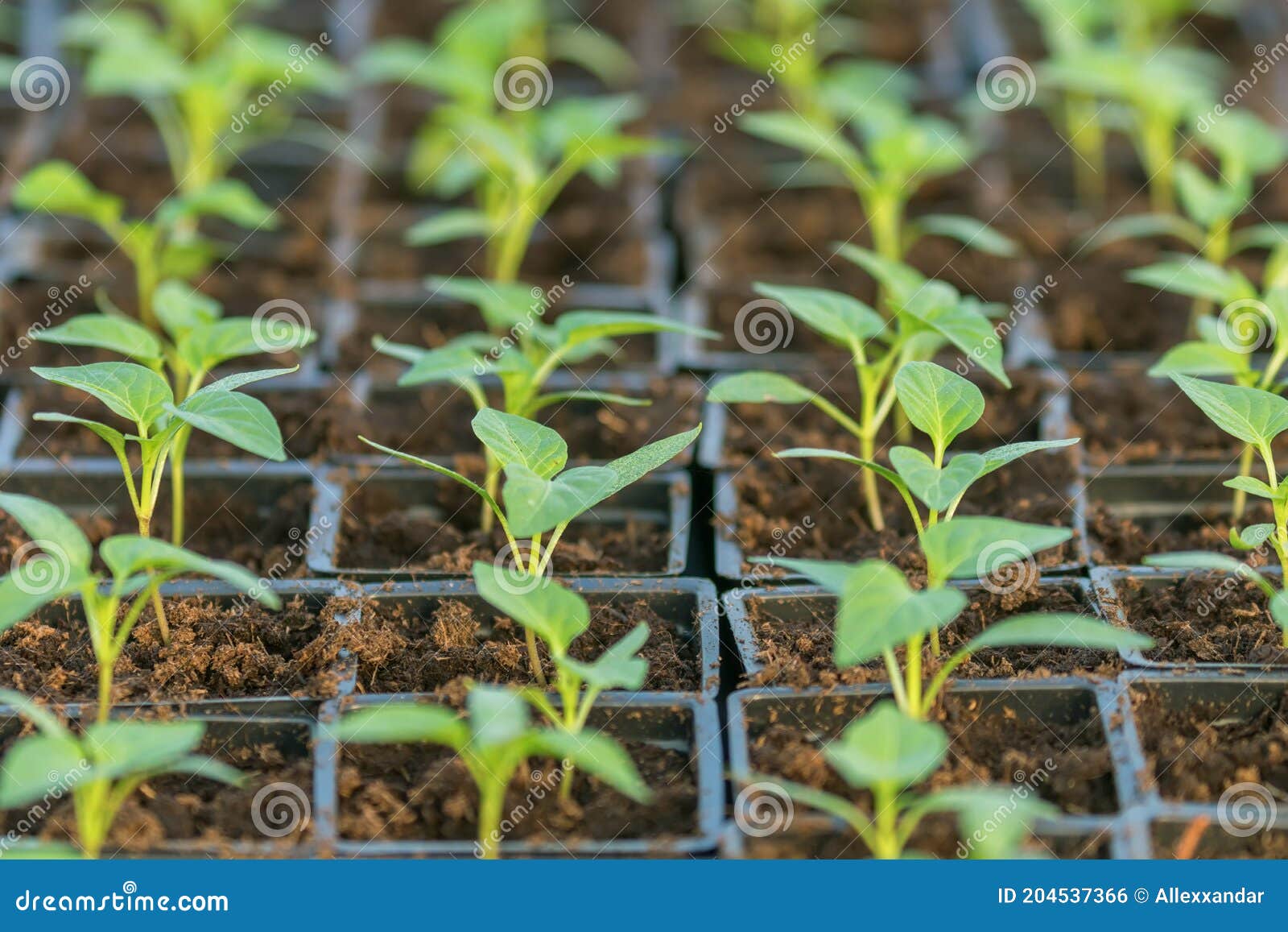 Spring Sprouts, Garden Cress In Eggshell, On A Pink Background, Square ...