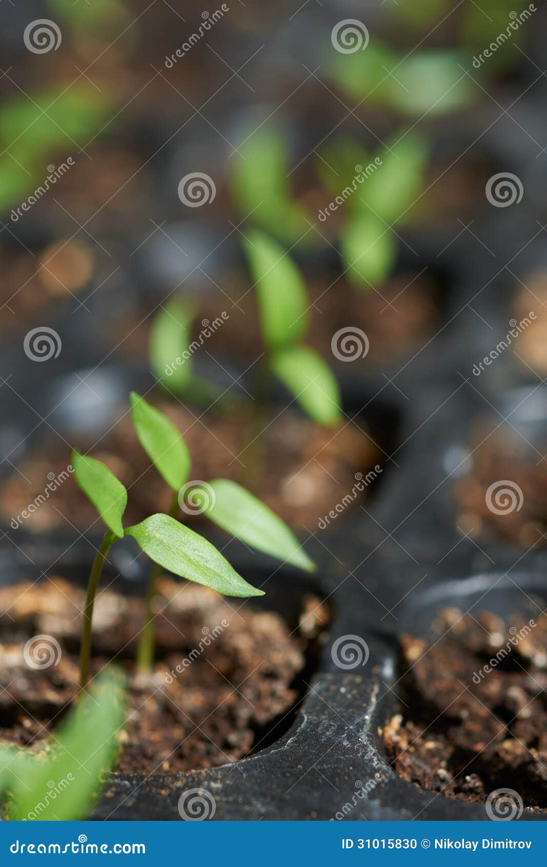 Pepper seedlings stock photo. Image of green, sprout - 31015830