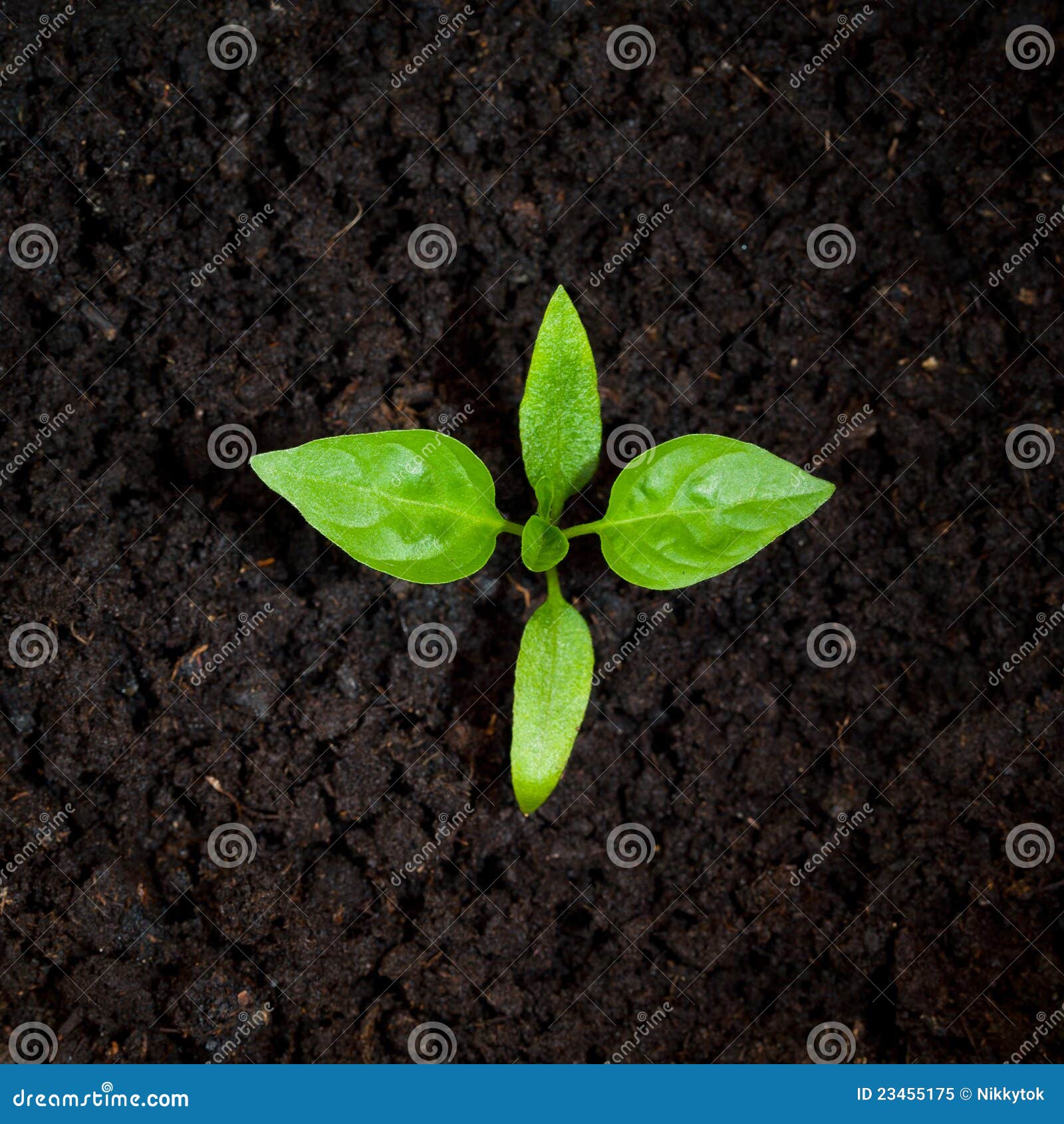 Pepper sprout stock image. Image of black, healthy, closeup - 23455175