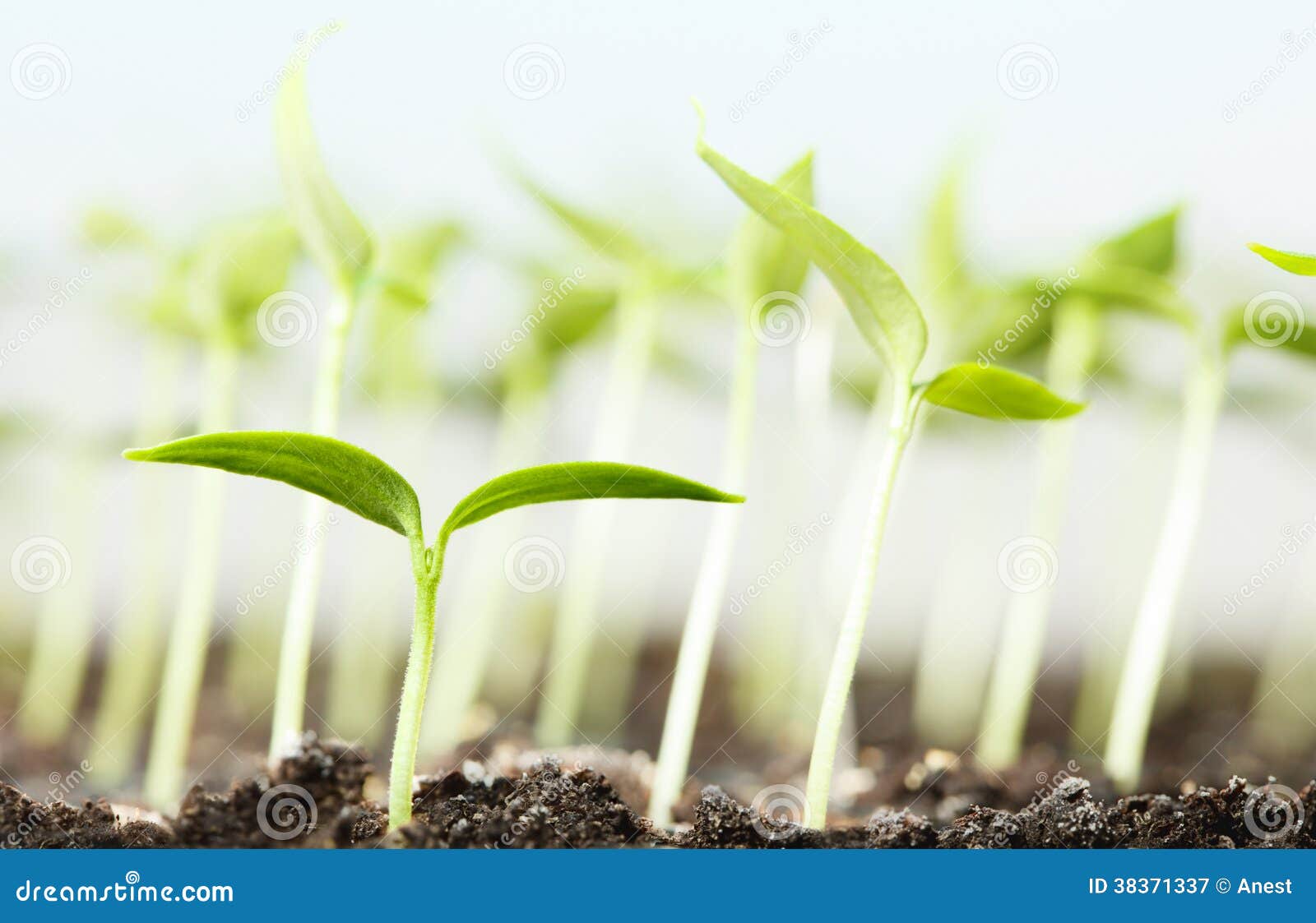 Pepper sprout stock image. Image of macro, greenhouse - 38371337