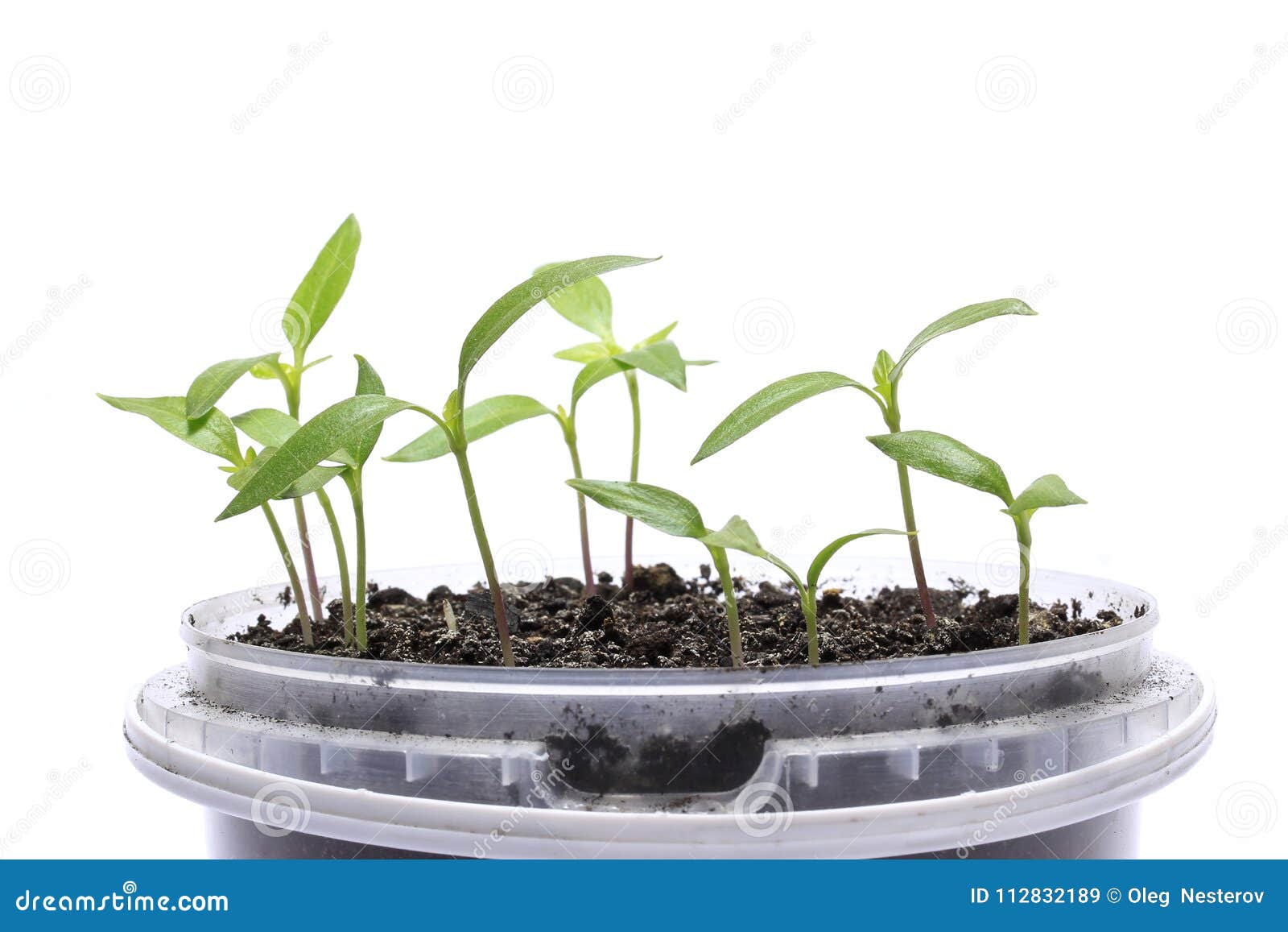 Pepper Sprouts Grow on a White Background Stock Image - Image of earth ...