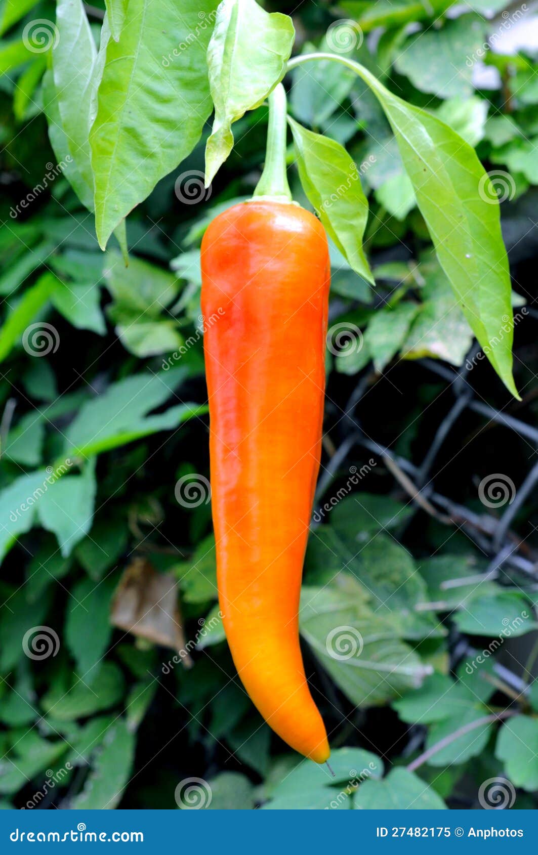 Pepper tree stock image. Image of closeup, natural, crop - 27482175