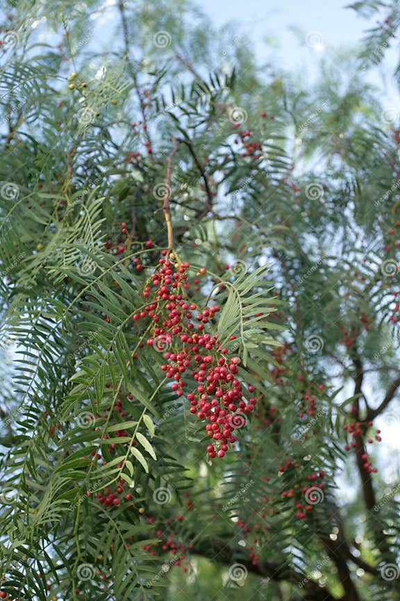 Pepper tree stock photo. Image of pepper, plant, natural - 6414398