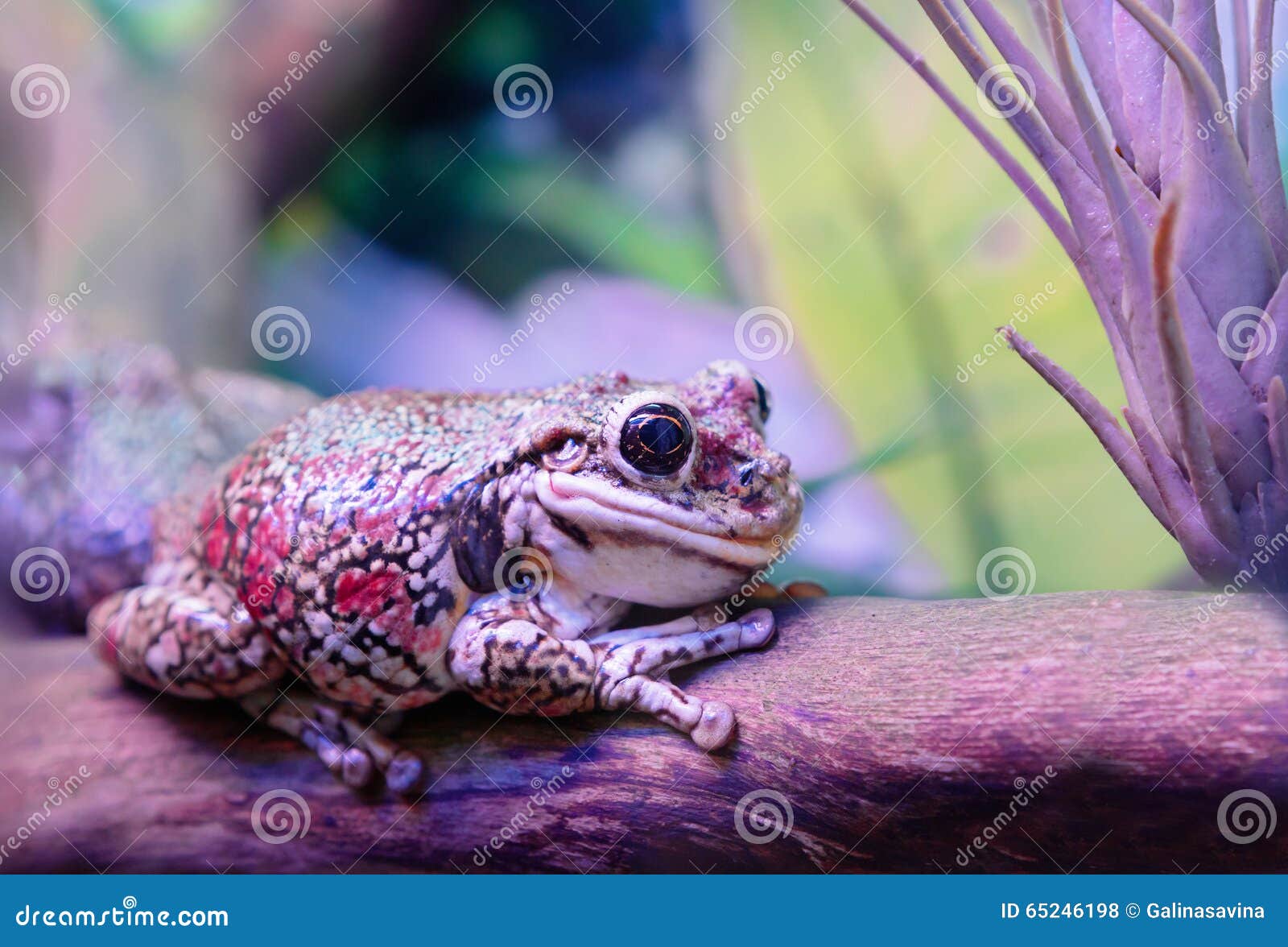 Pepper tree frog stock photo. Image of pepper, frog, spots - 65246198