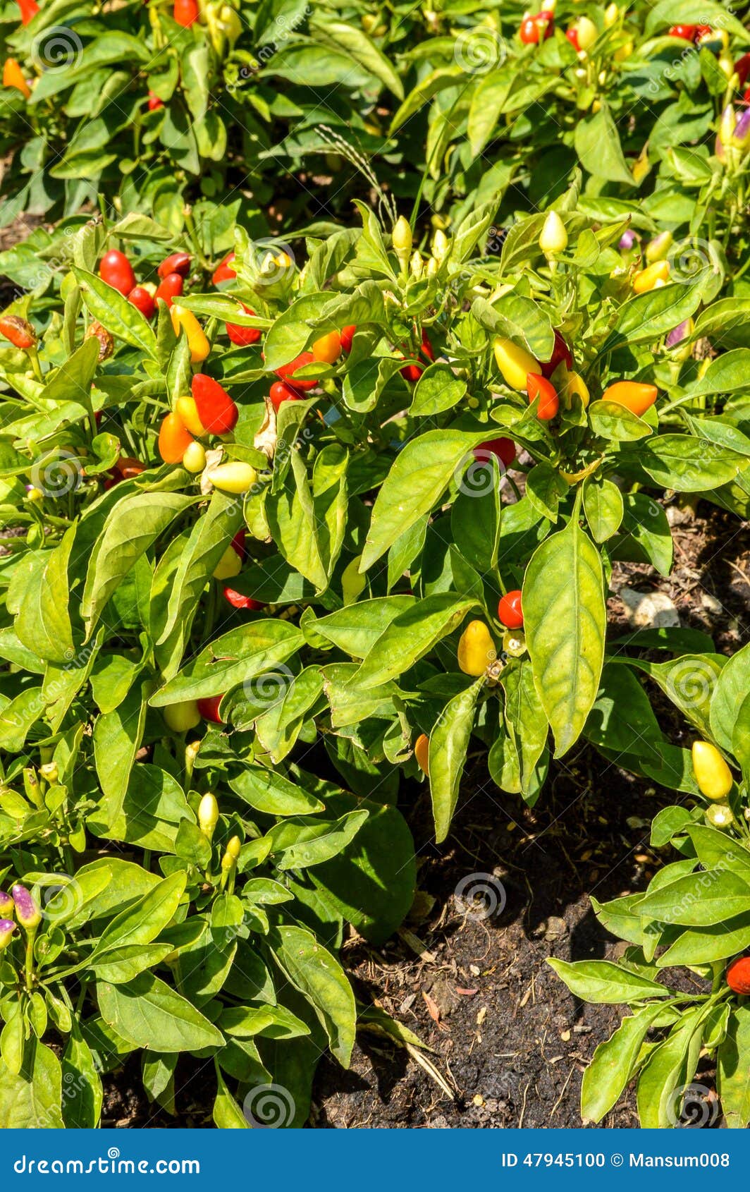 Pepper tree stock photo. Image of leaves, tree, chili - 47945100