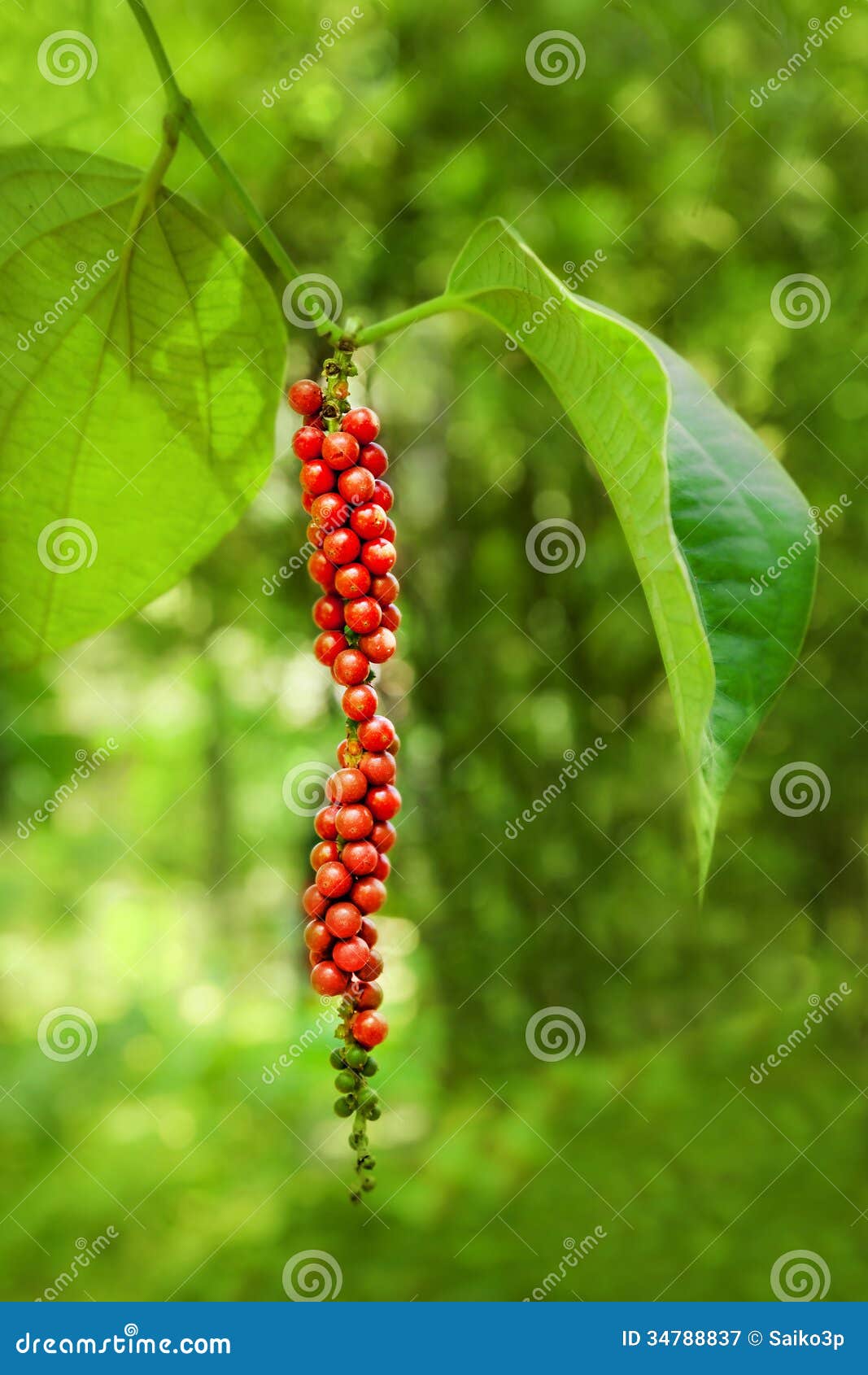 Pepper on the tree stock image. Image of flavoring, east - 34788837