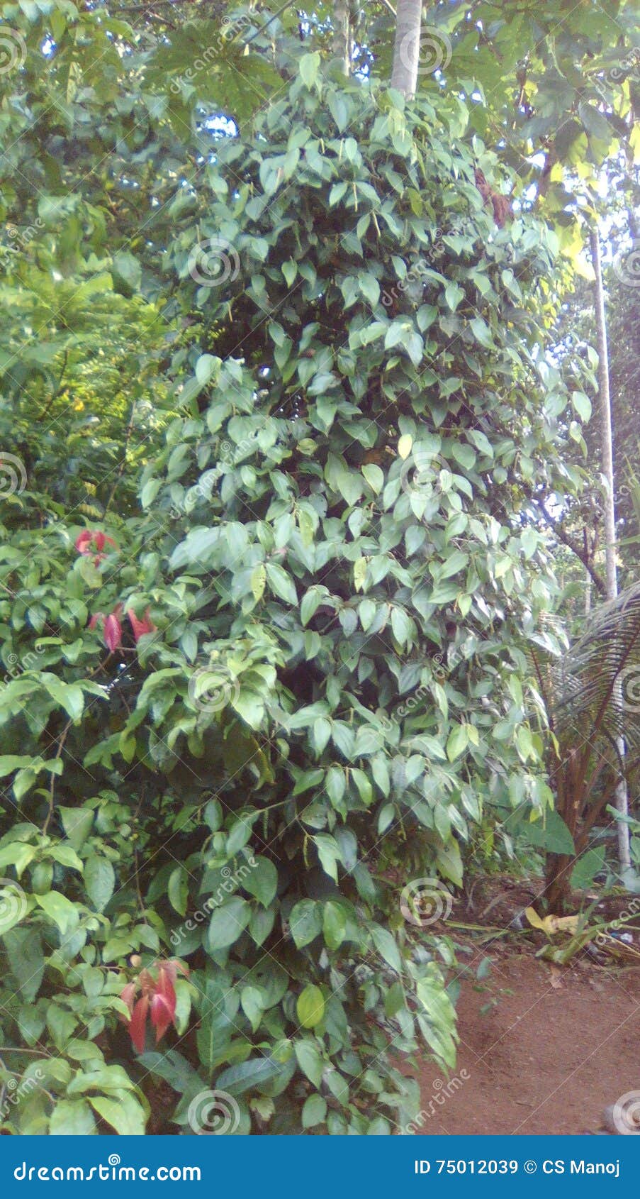 Pepper Tree Standing Tall in Kerala Stock Image - Image of tree ...