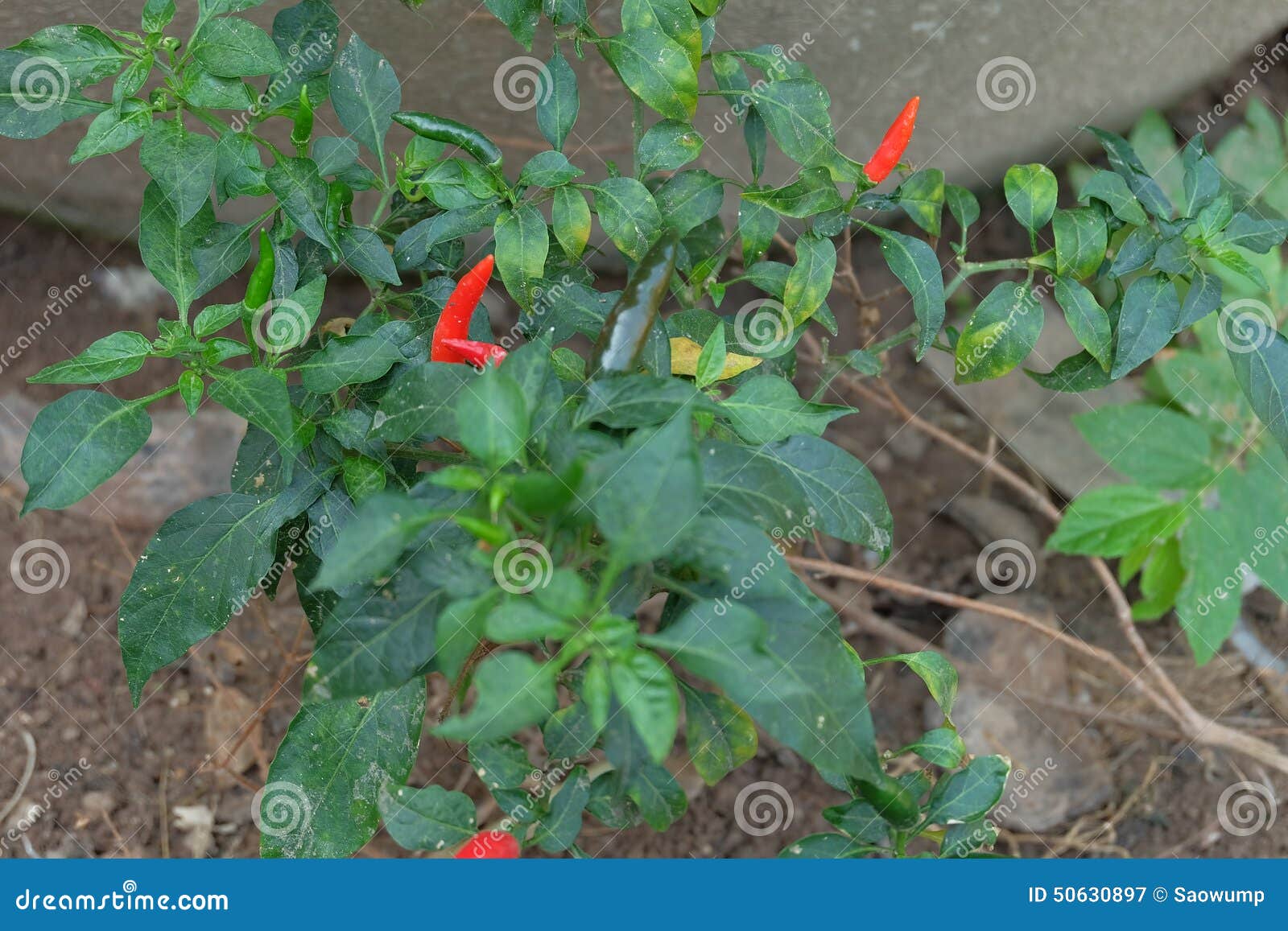 Pepper tree stock image. Image of kitchen, leaves, husbandry - 50630897