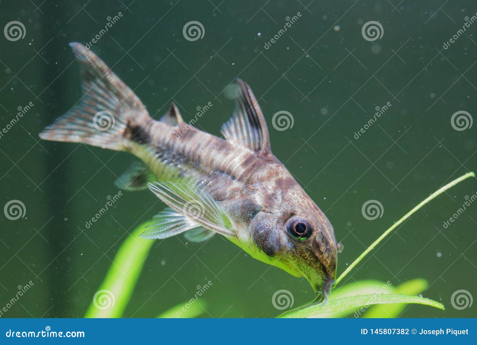Peppered Cory Catfish stock photo. Image of mottled - 145807382