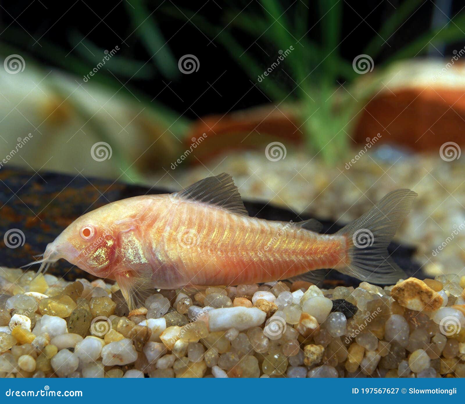 Peppered Cory, Corydoras Paleatus, Albino Fish Stock Image - Image of ...