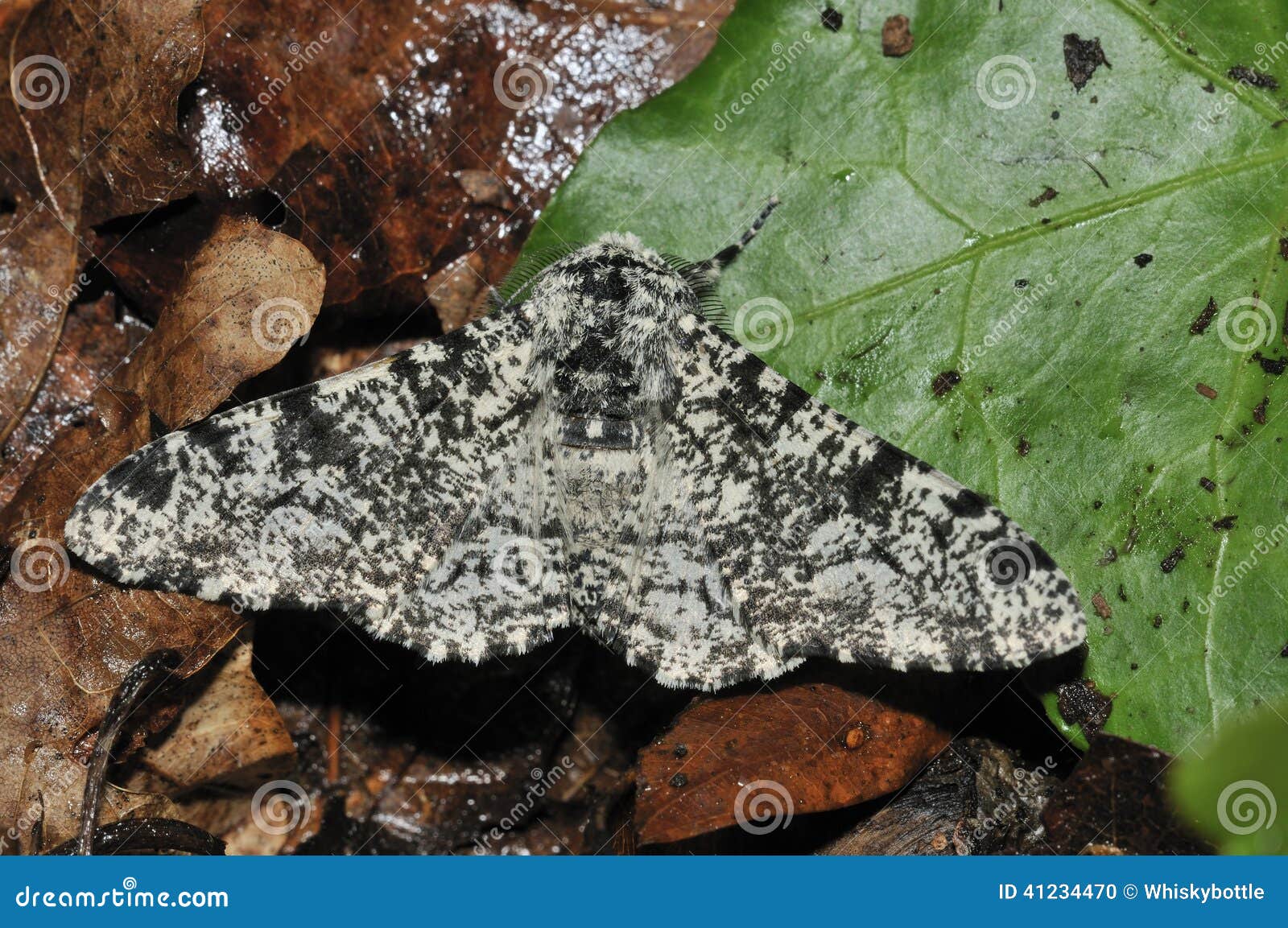 Peppered Moth stock photo. Image of devon, moth, wildlife - 41234470