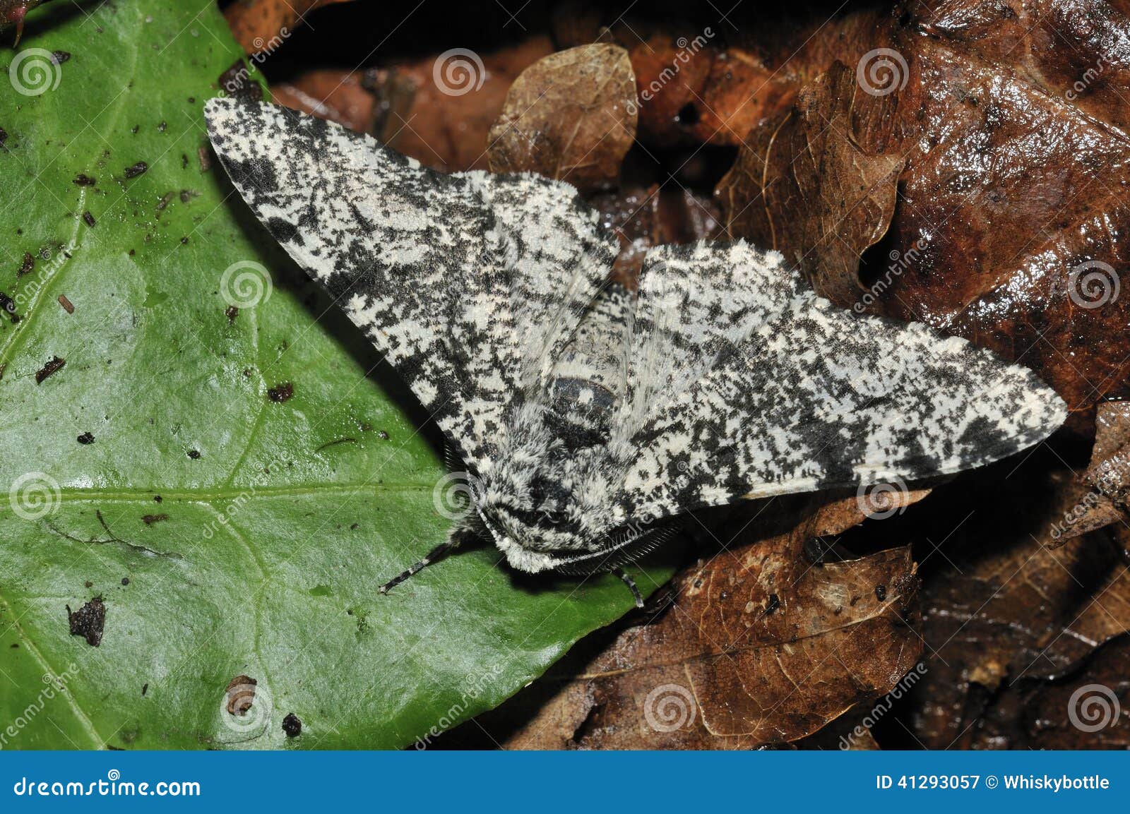 Peppered Moths