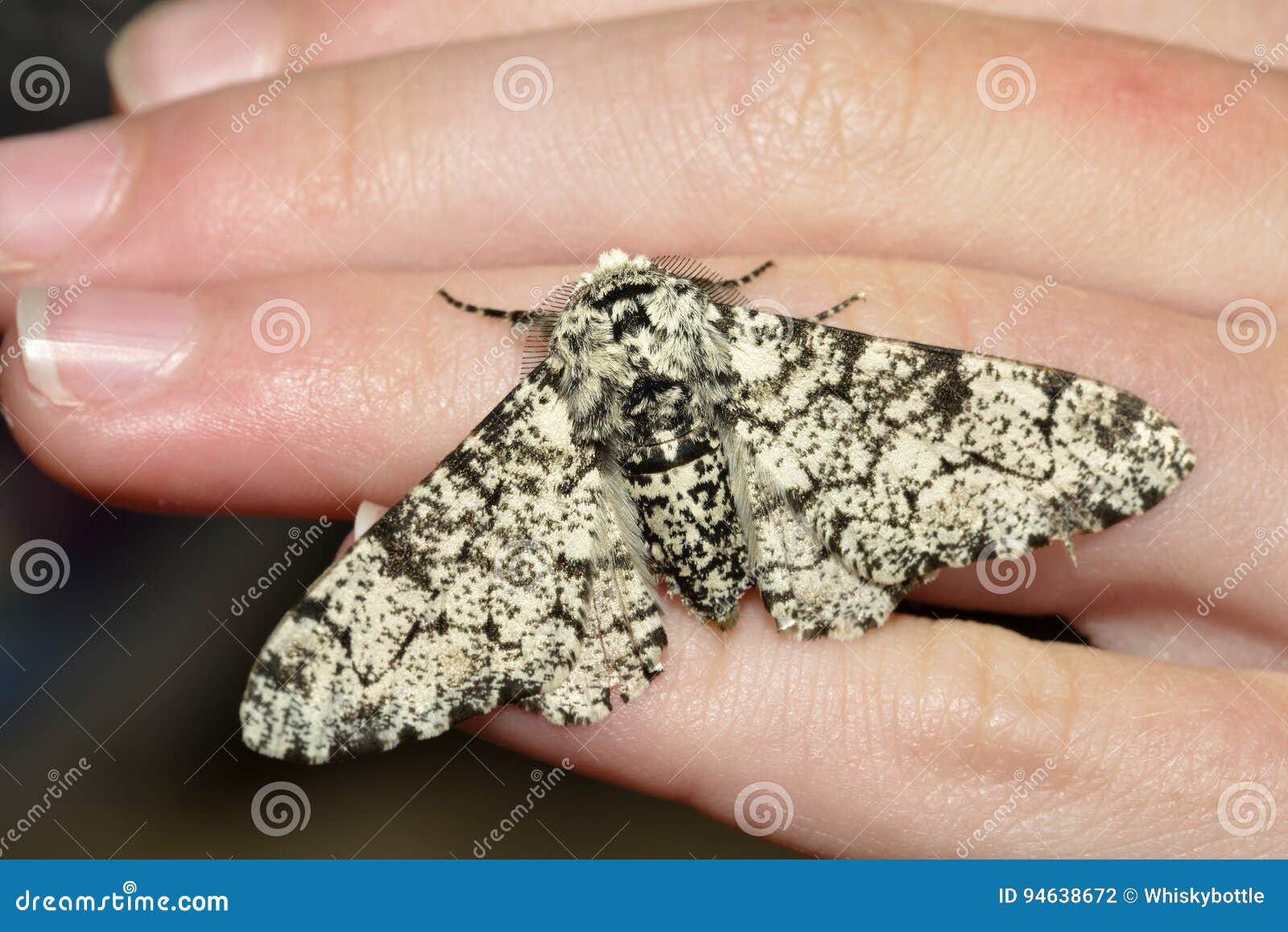 Peppered Moth stock photo. Image of insect, leicestershire - 94638672