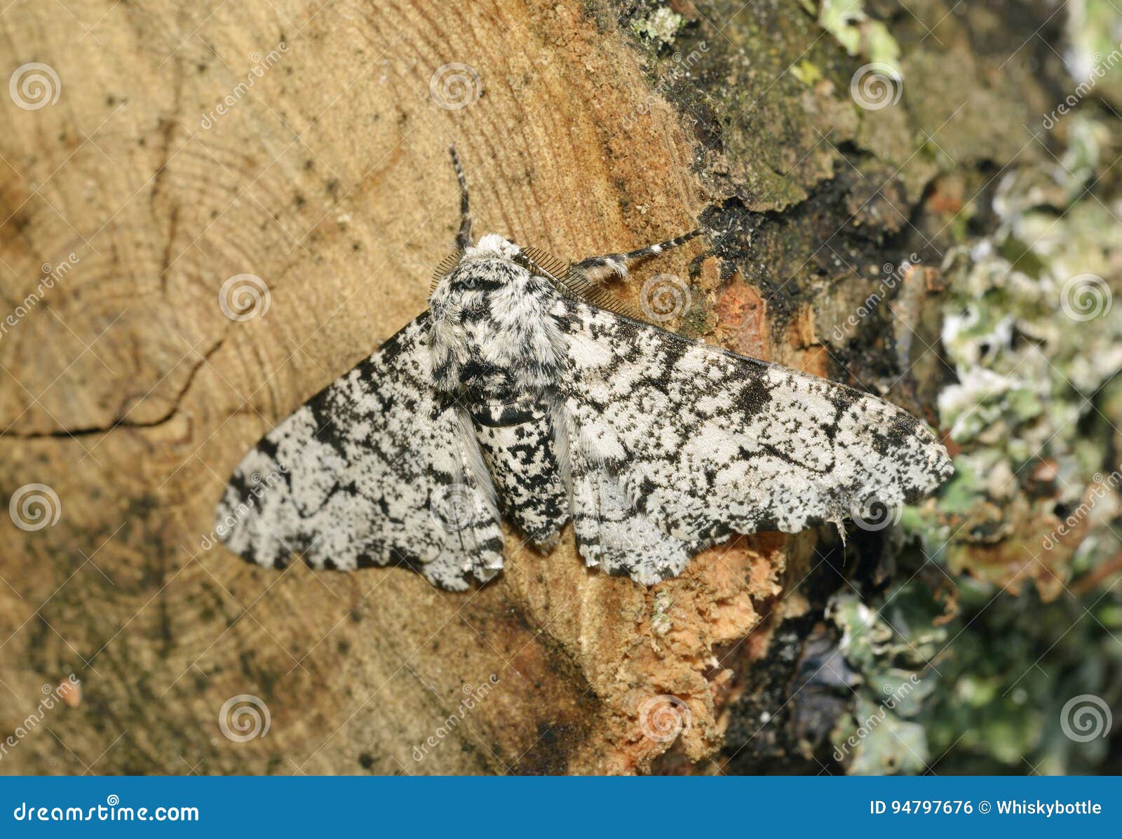 Peppered Moth stock photo. Image of moth, black, geometridae - 94797676