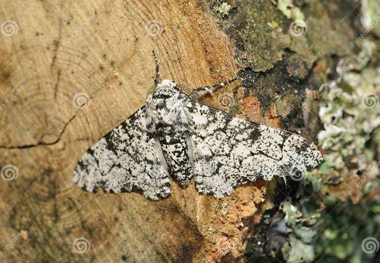 Peppered Moth stock photo. Image of moth, black, geometridae - 94797676