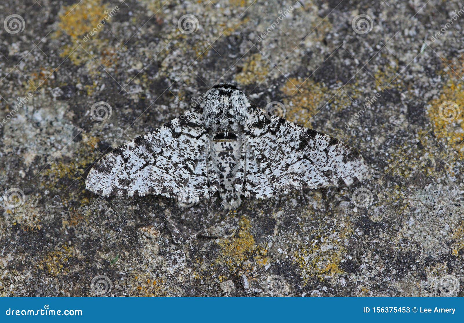 Peppered Moth stock image. Image of hawkmoth, ecosystem - 156375453