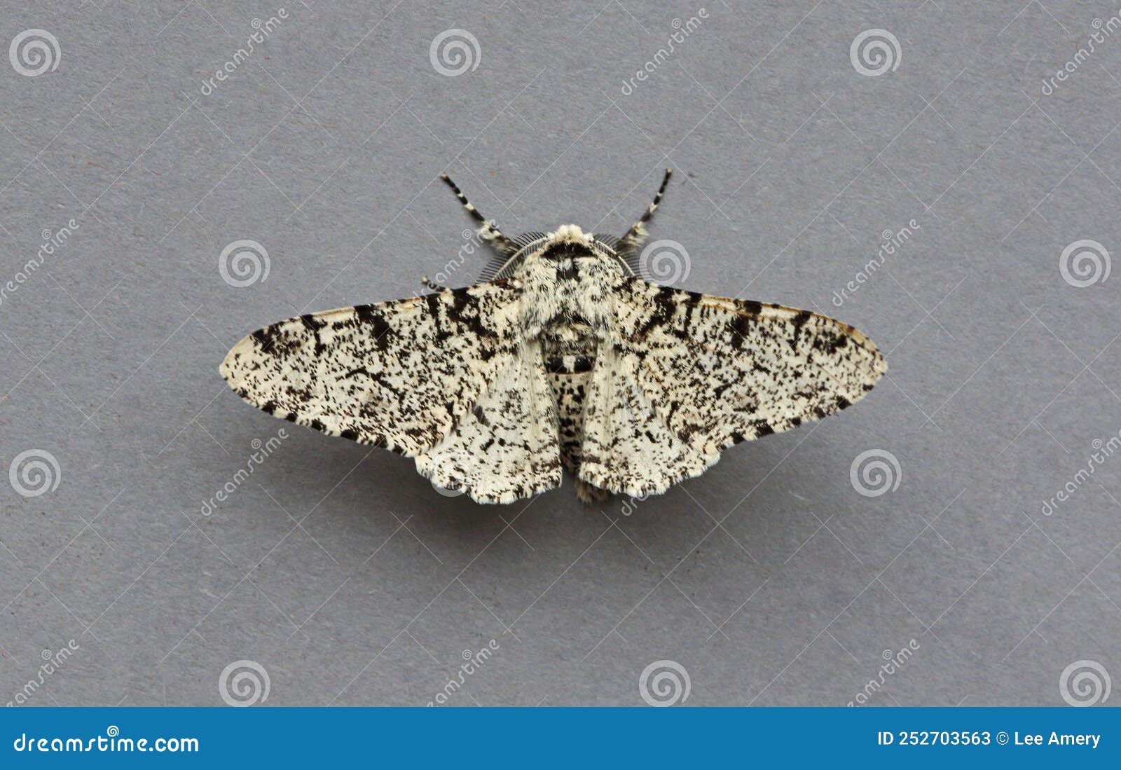 Peppered Moth stock image. Image of peppered, wing, camouflage - 252703563