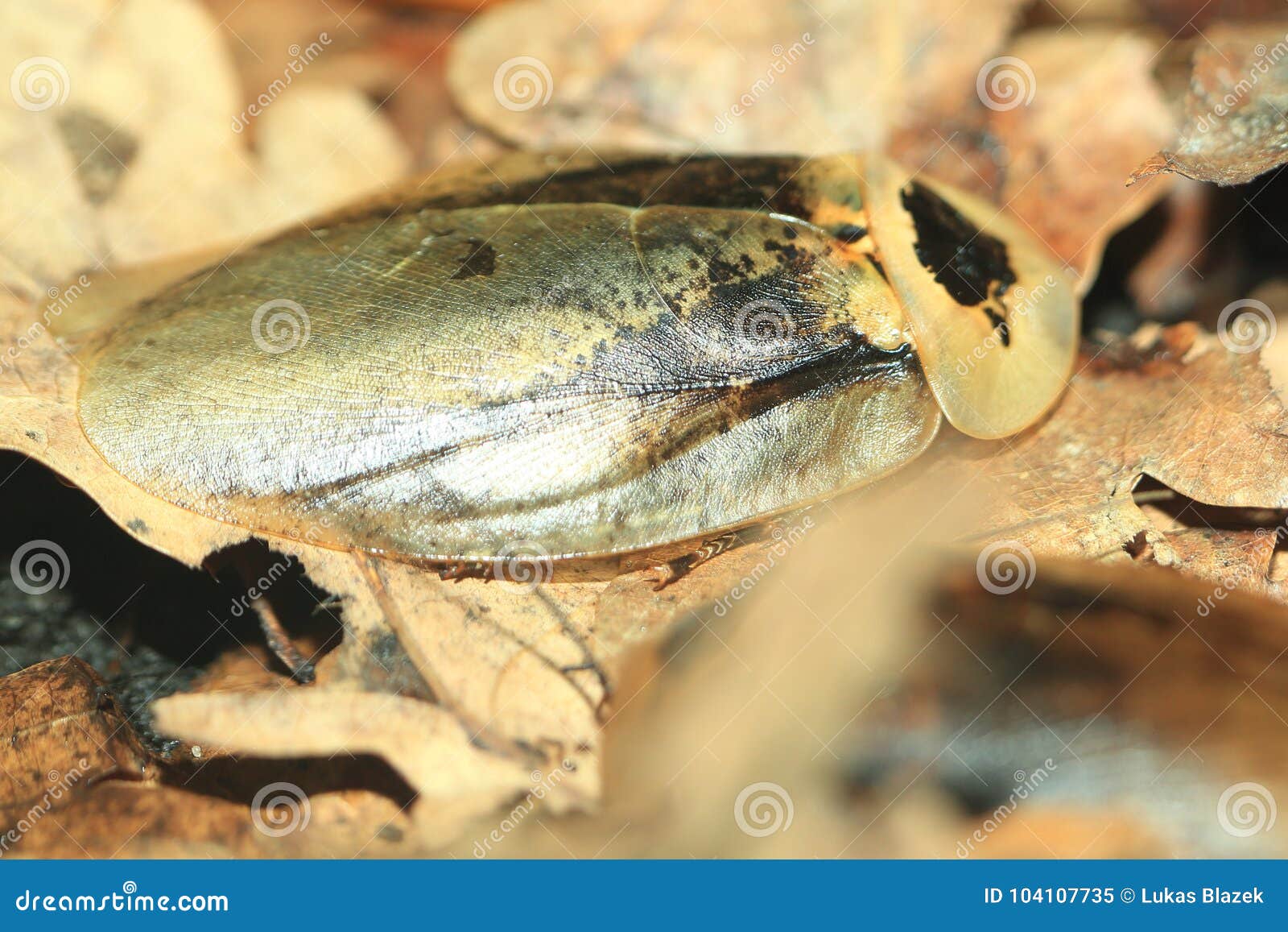 Peppered roach stock image. Image of giant, peppered - 104107735