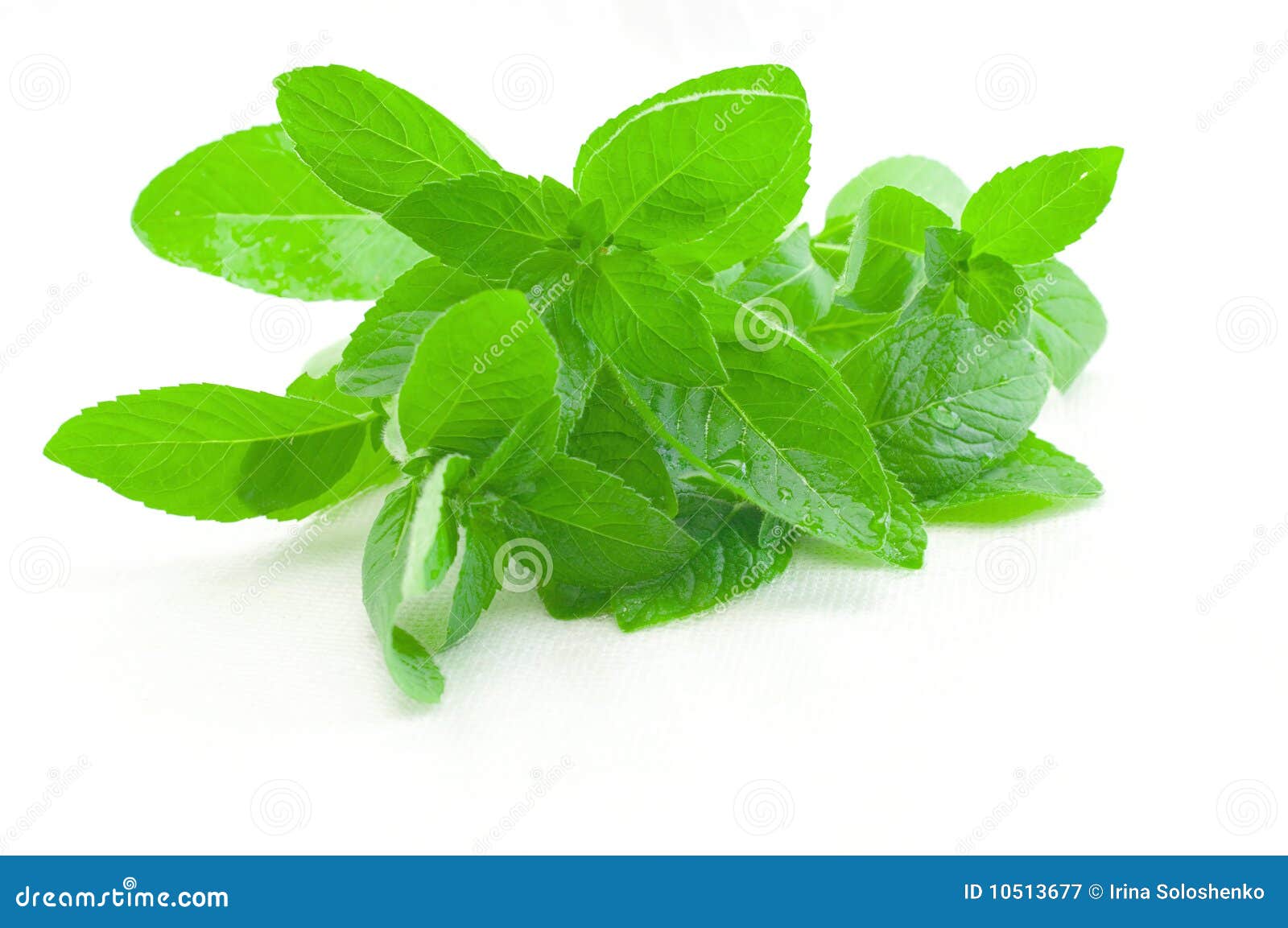 Peppermint stock image. Image of natural, branch, nature - 10513677