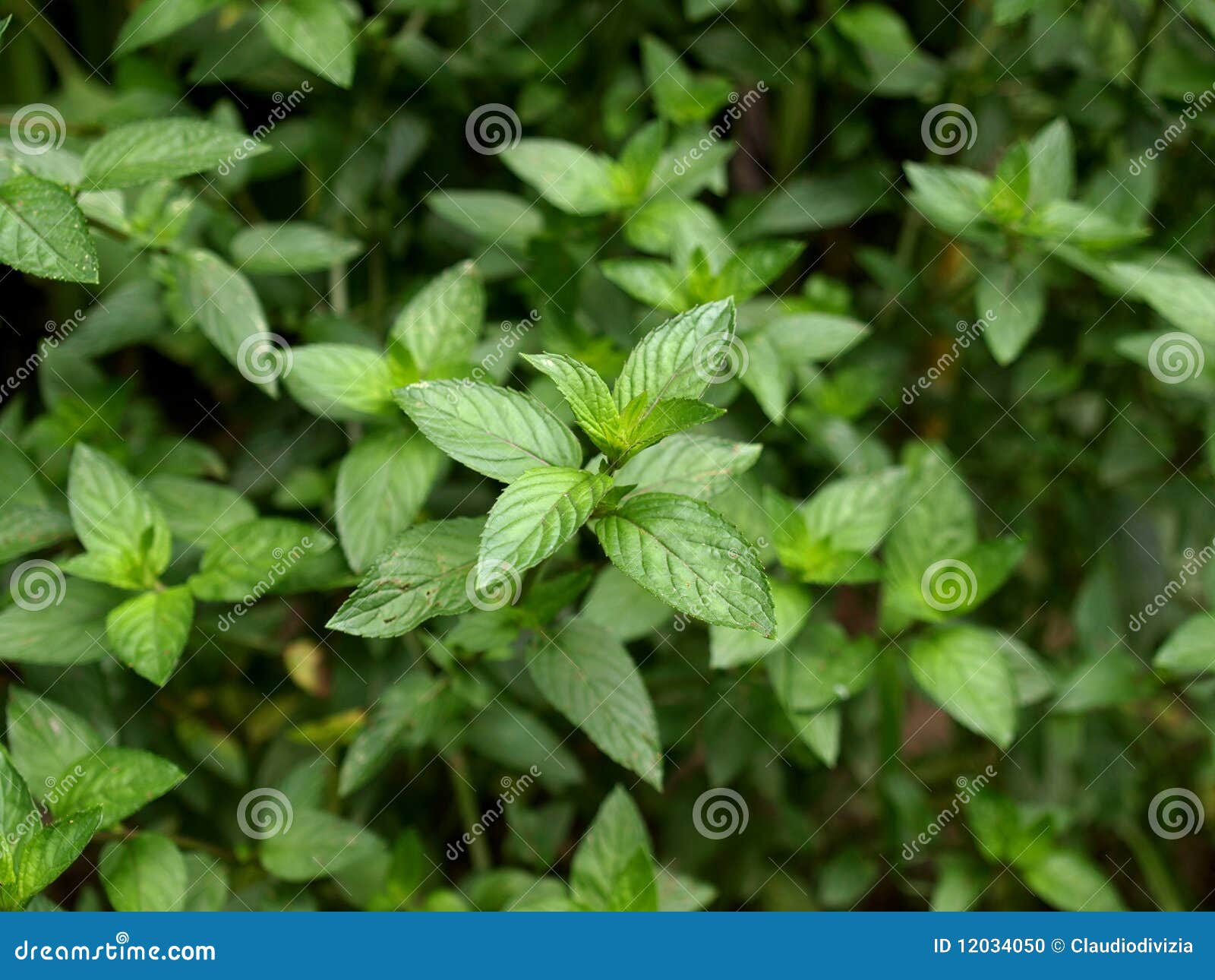 Peppermint stock photo. Image of peppermint, mint, leaf - 12034050