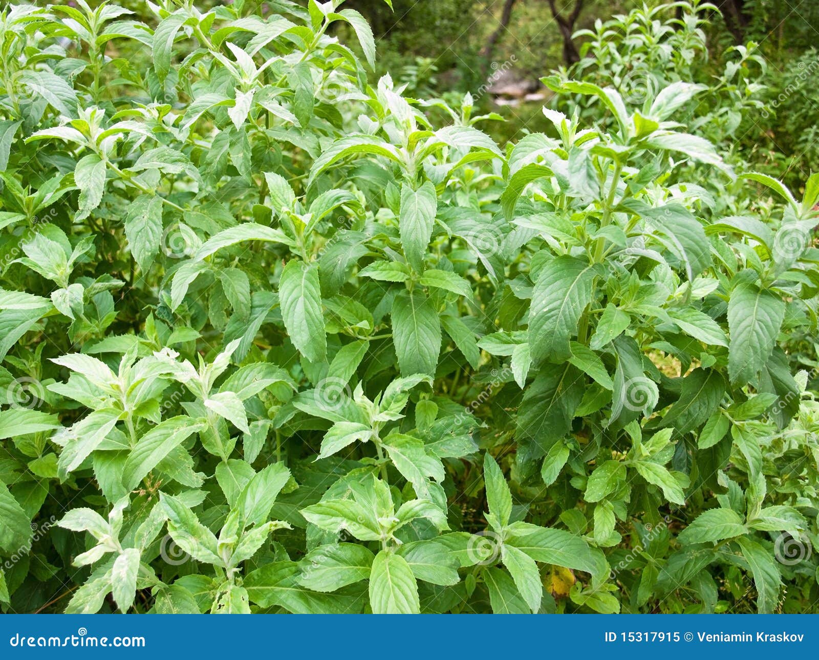 Peppermint stock image. Image of medication, food, grow - 15317915