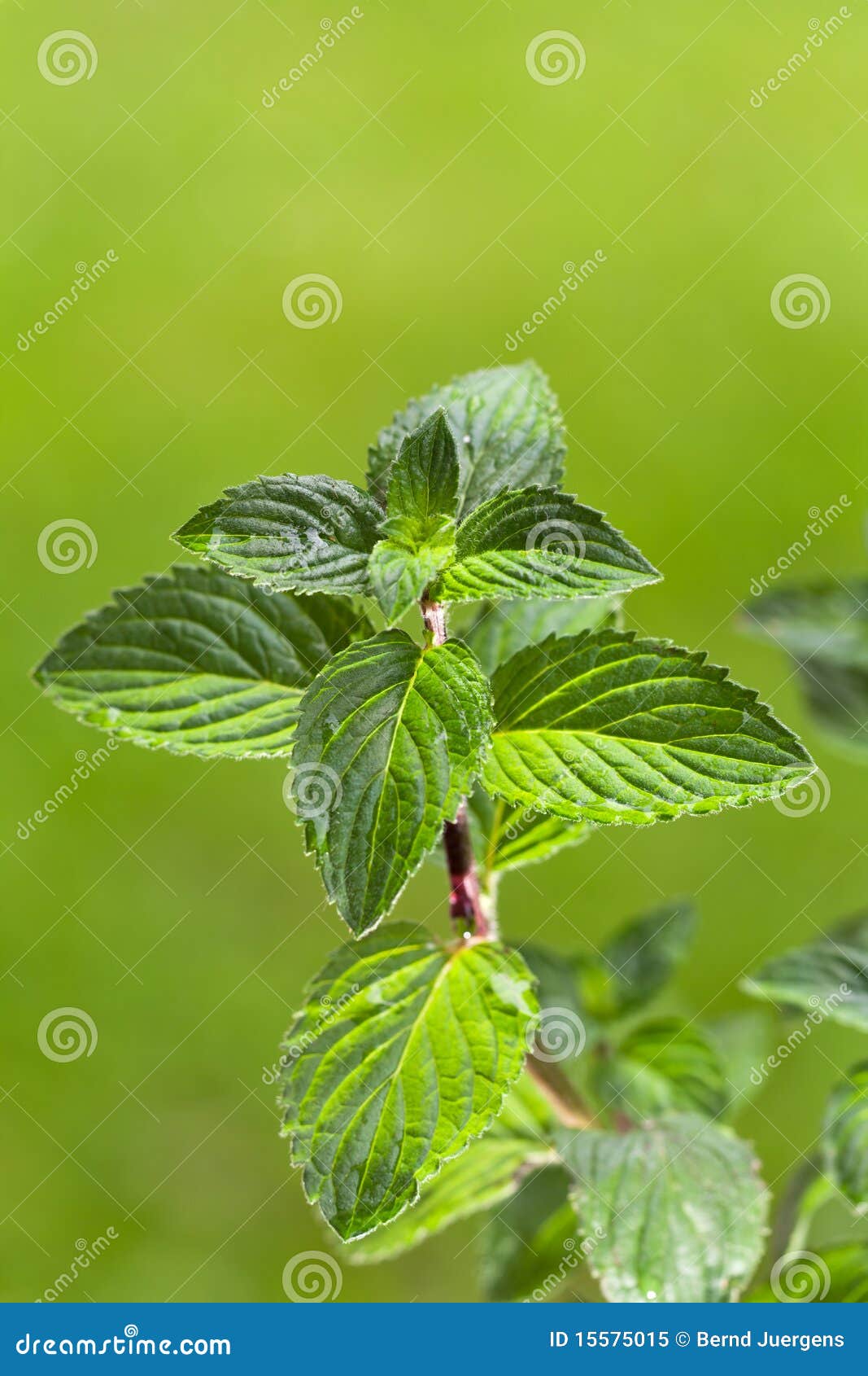 Peppermint stock image. Image of colorful, agriculture - 15575015