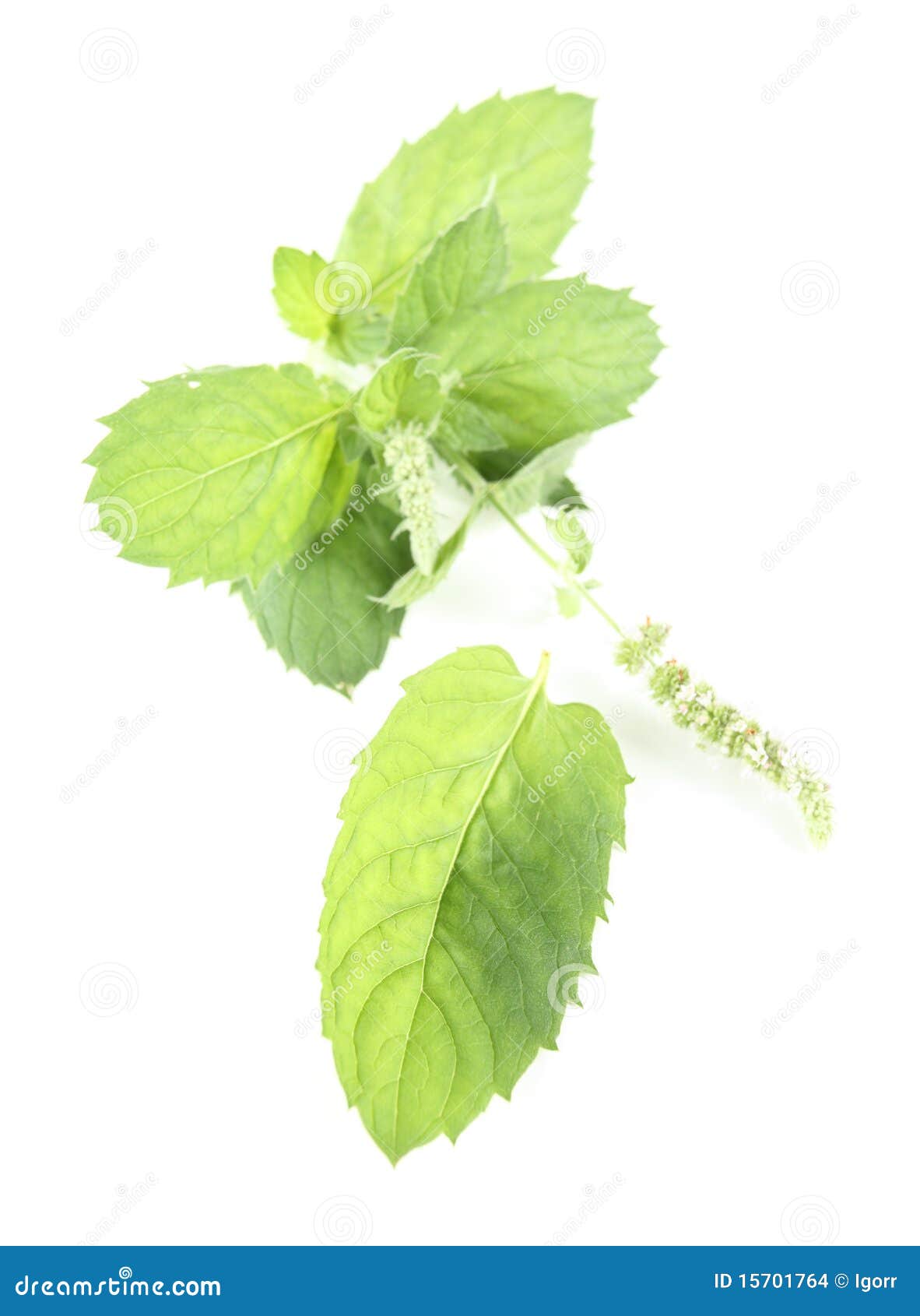 Peppermint stock photo. Image of organic, color, ingredient - 15701764