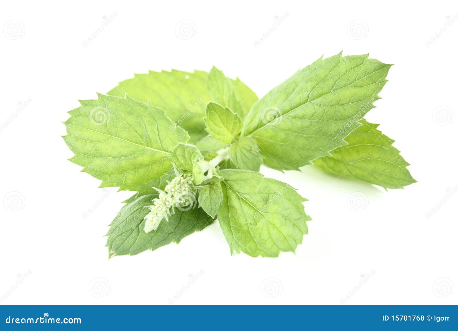 Peppermint stock photo. Image of leaf, horizontal, white - 15701768