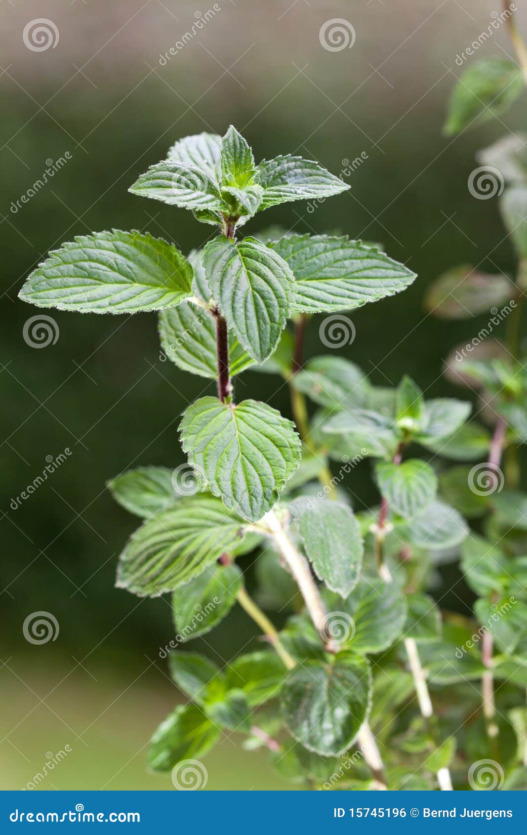 Peppermint stock photo. Image of spearmint, health, leaf - 15745196