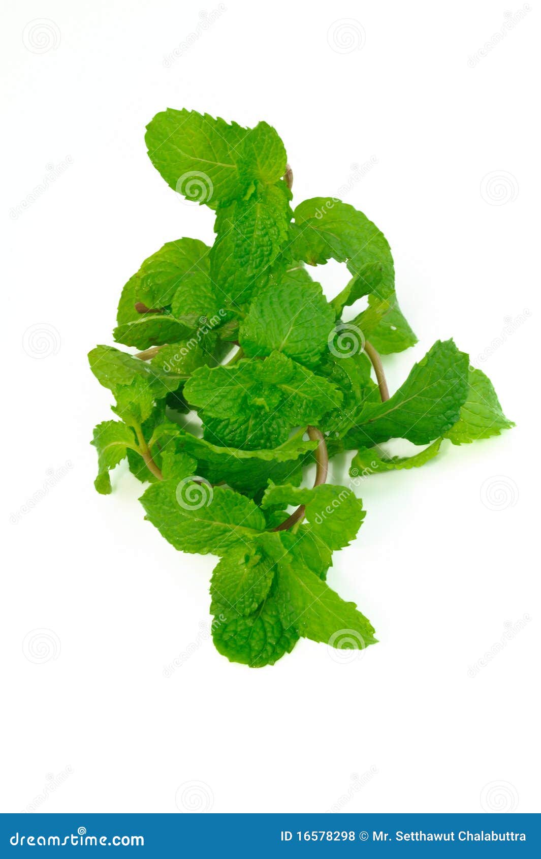 Peppermint stock photo. Image of herbal, freshness, food - 16578298