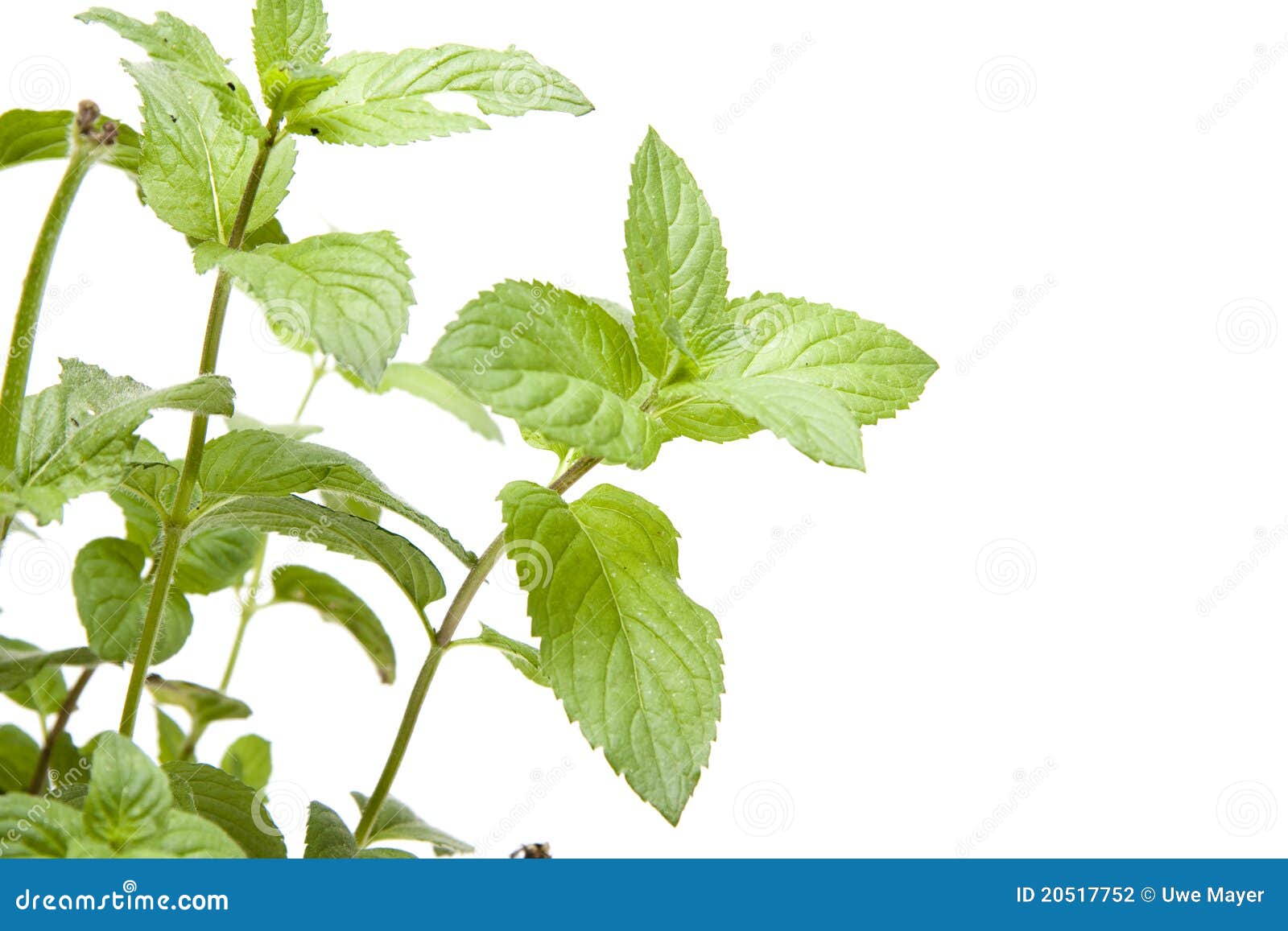 Peppermint stock photo. Image of stem, exempted, leaves - 20517752
