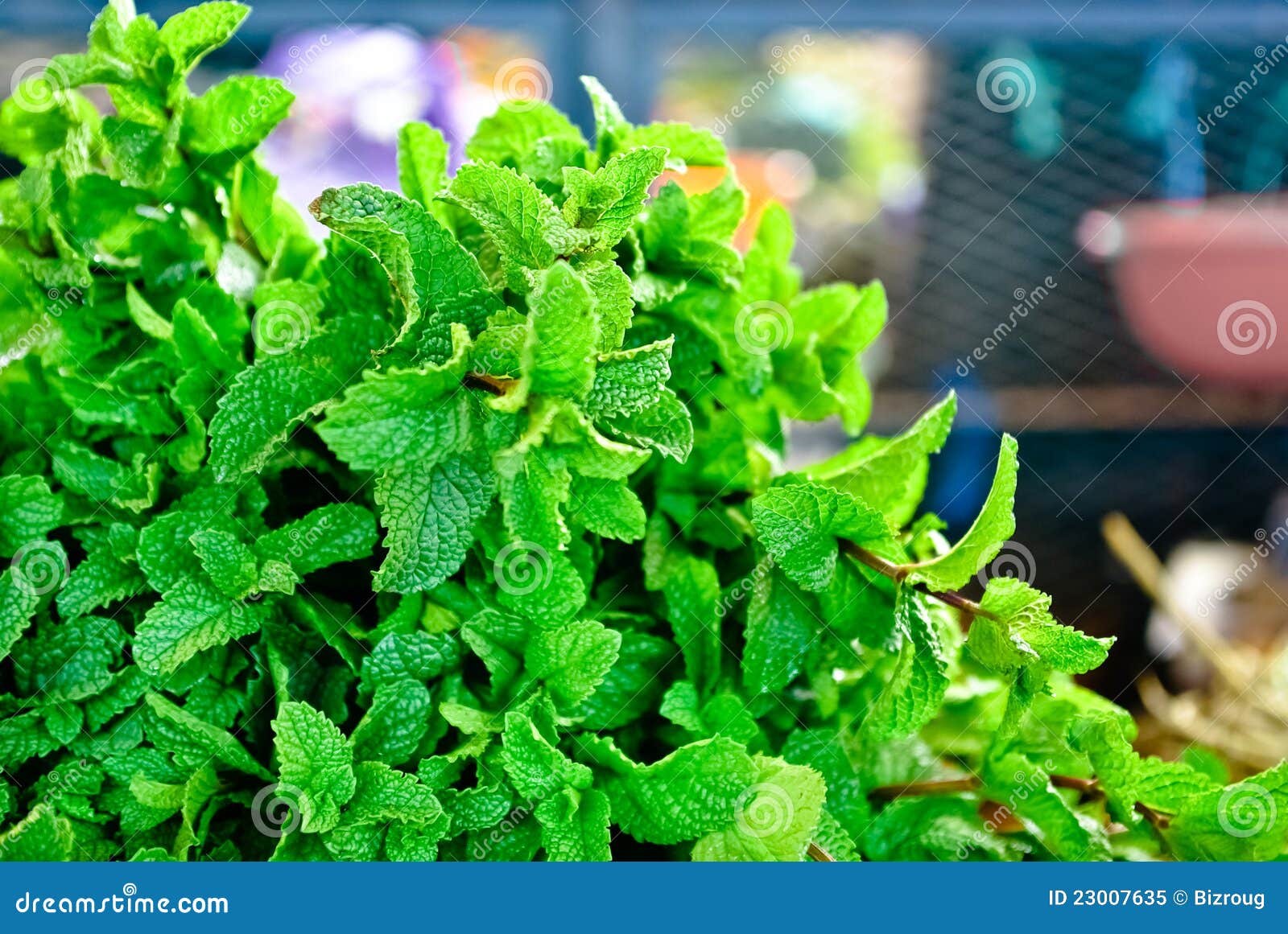 Peppermint stock image. Image of culinary, herb, market - 23007635