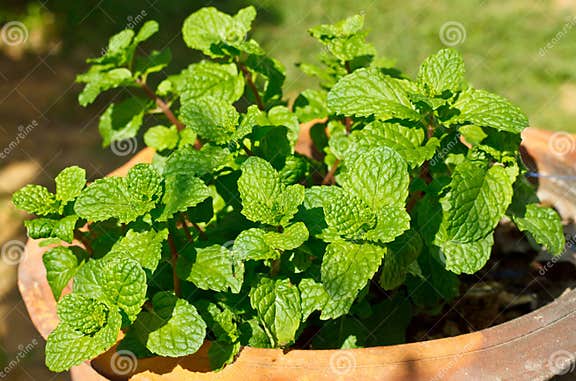 Peppermint stock image. Image of botanic, natural, branch - 23819551
