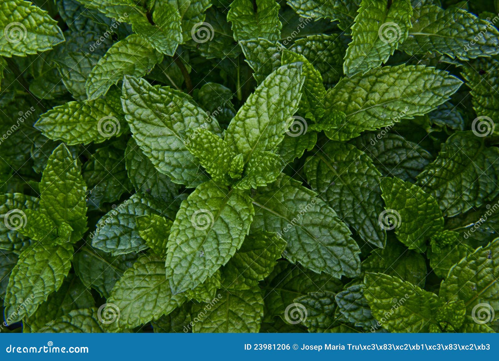 Peppermint stock photo. Image of deep, tasteful, tasty - 23981206