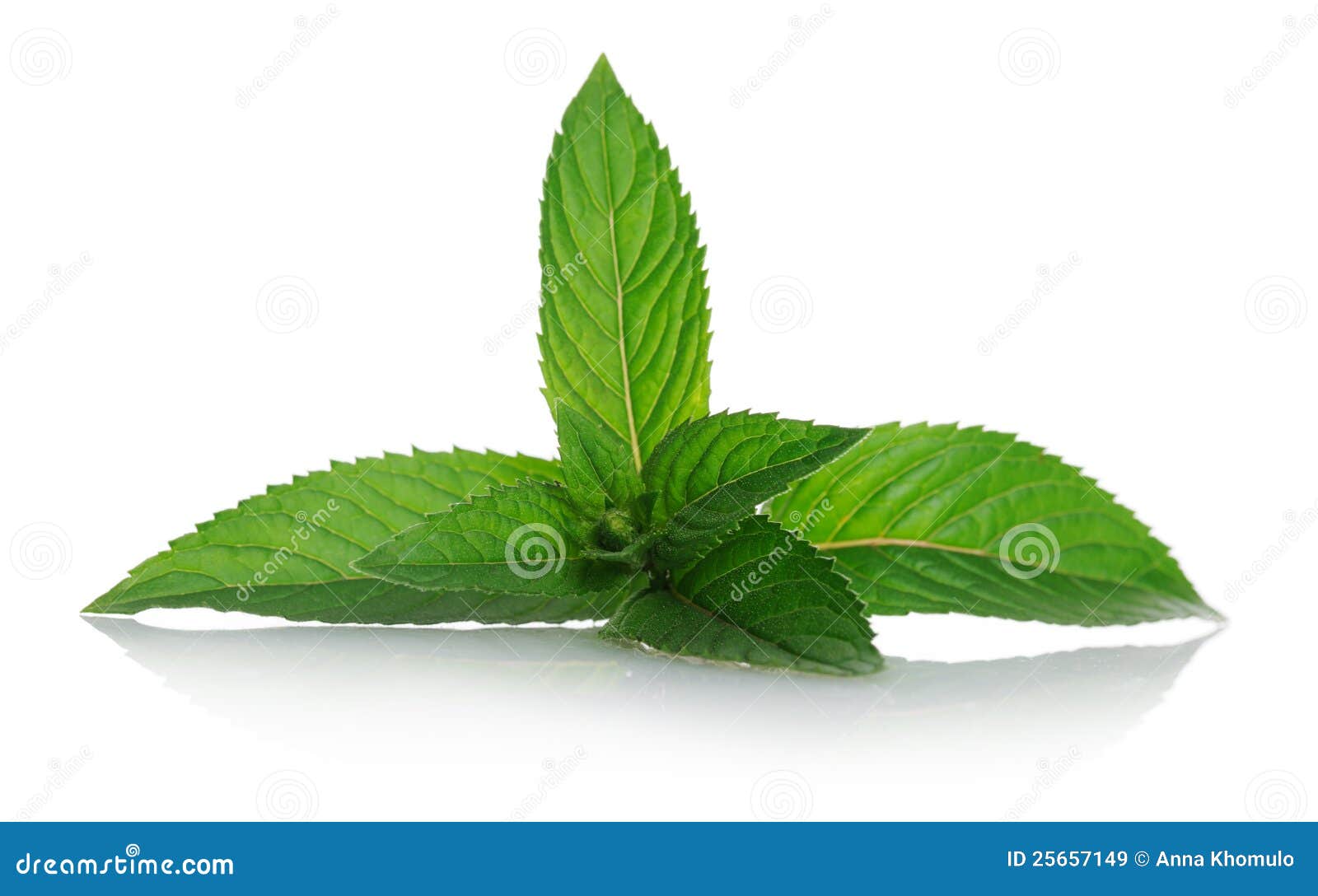 Peppermint stock image. Image of mint, isolated, peppermint - 25657149