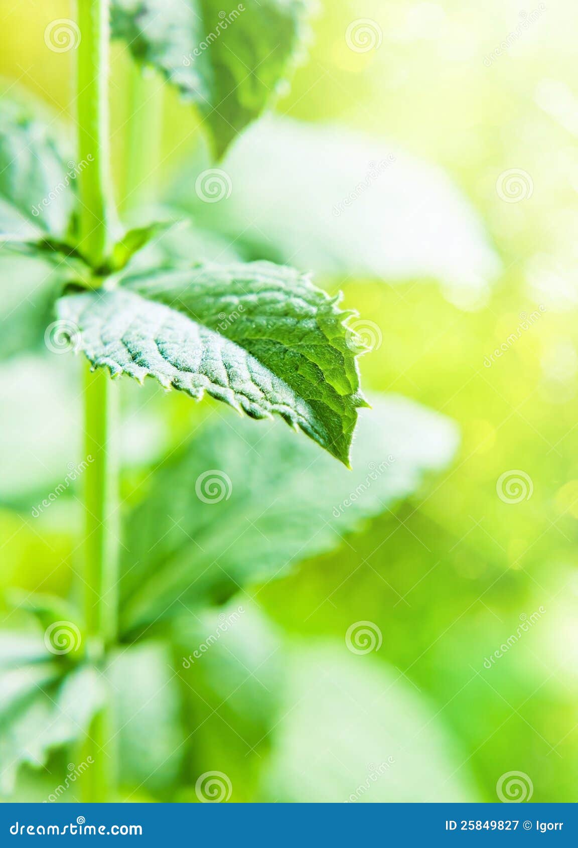 Peppermint stock image. Image of fresh, vegetation, peppermint - 25849827