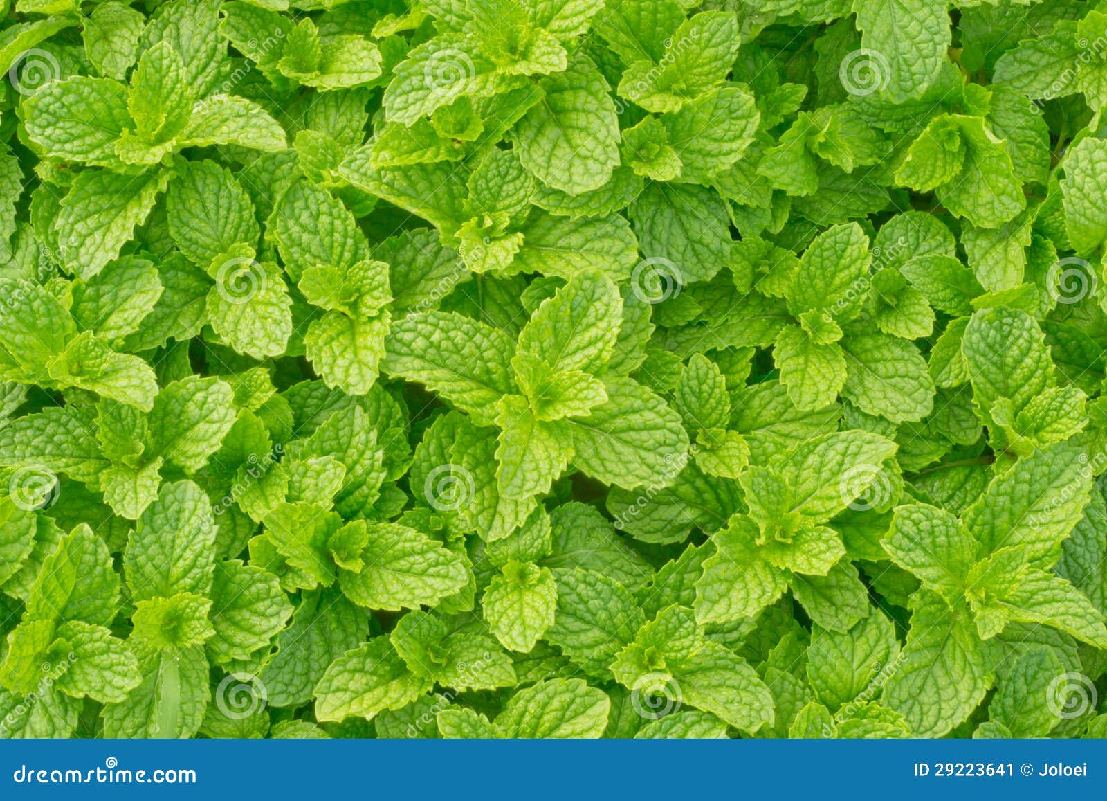 Peppermint stock image. Image of peppermint, floral, alive - 29223641