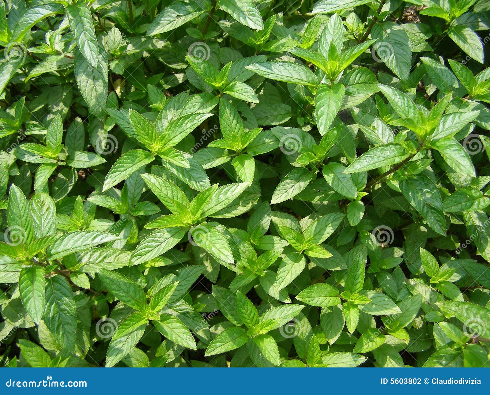 Peppermint stock photo. Image of tree, leaves, flower - 5603802
