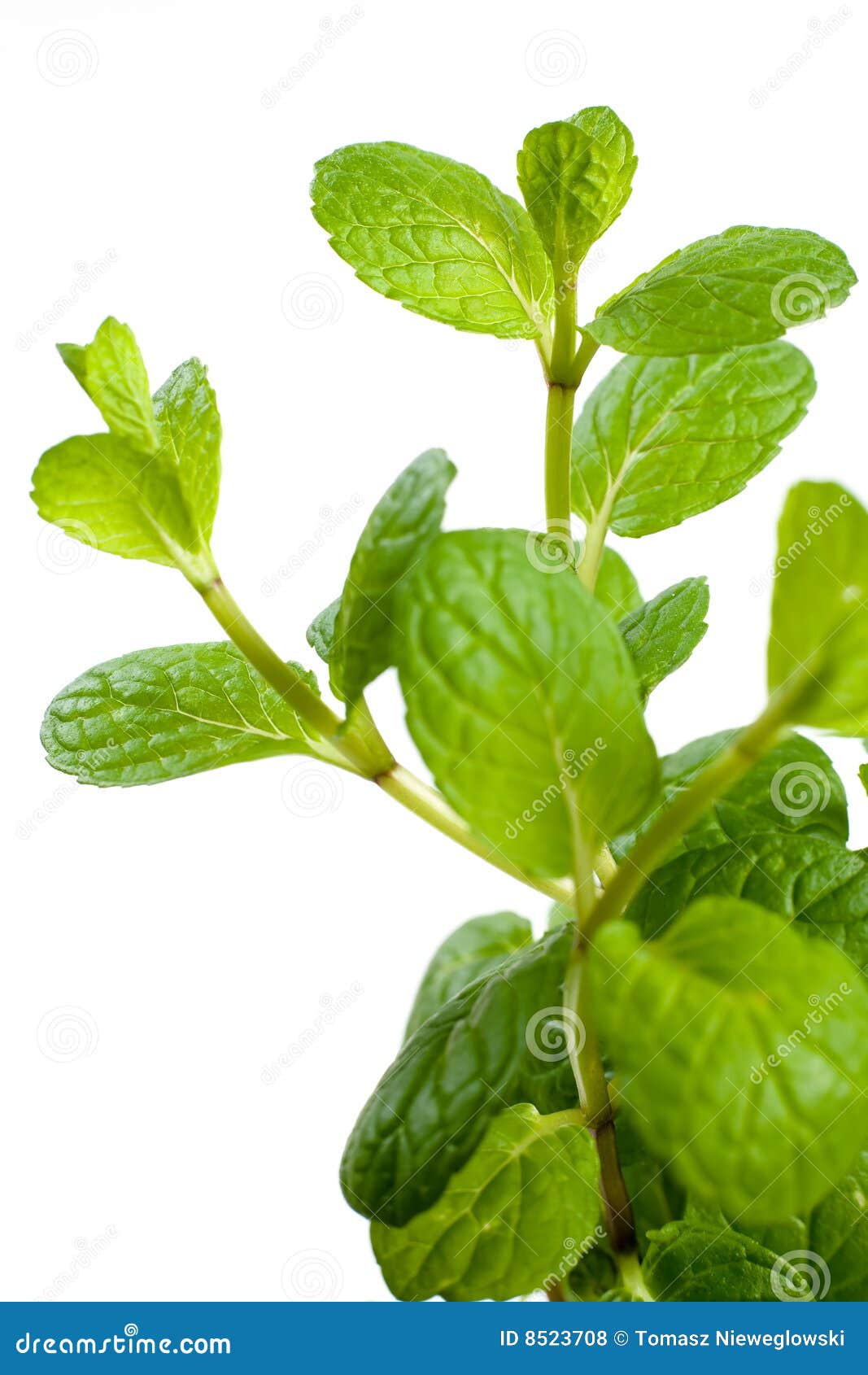 Peppermint stock photo. Image of spice, plant, mint, studio - 8523708