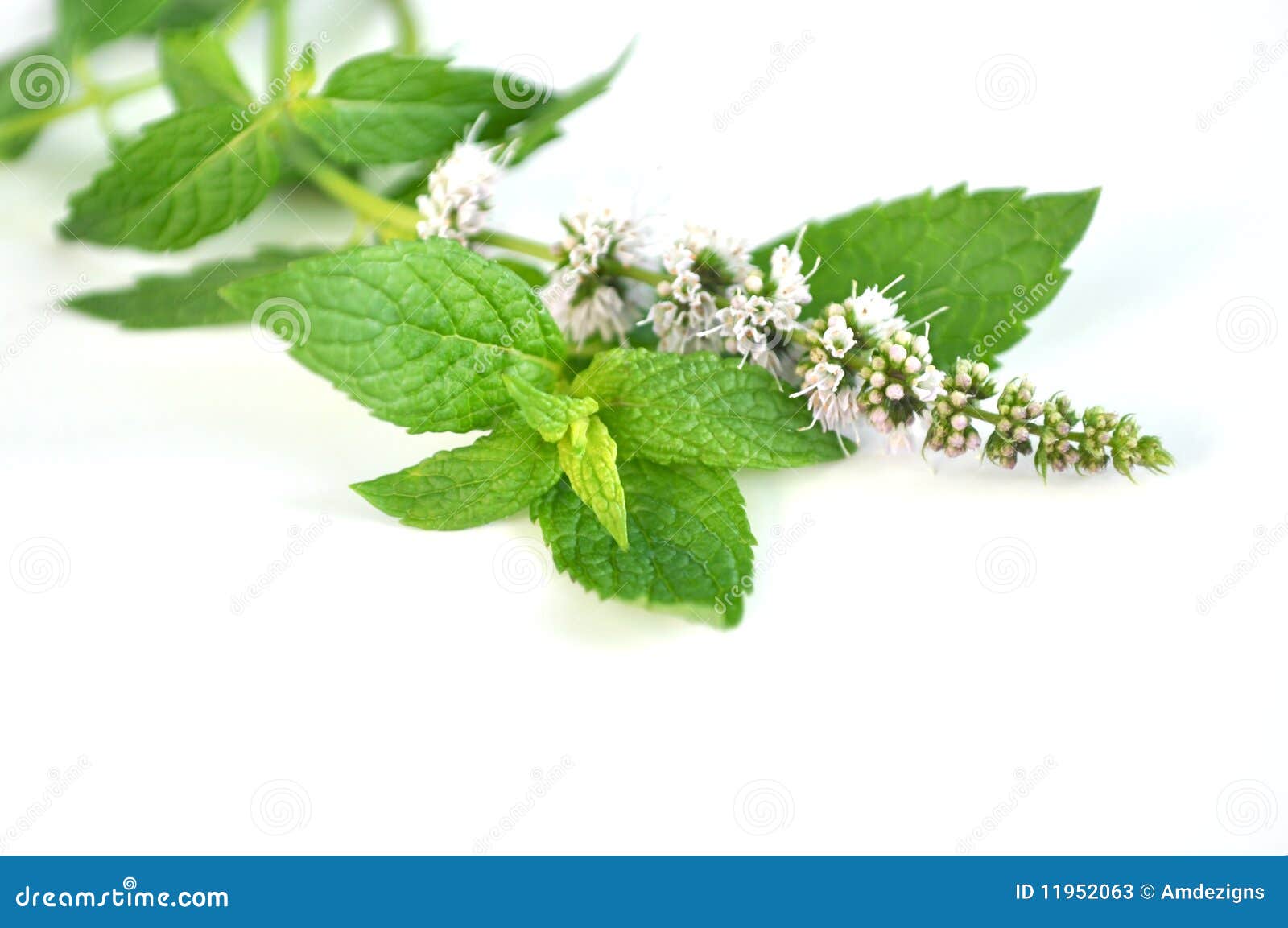 Peppermint in bloom stock image. Image of green, fresh - 11952063
