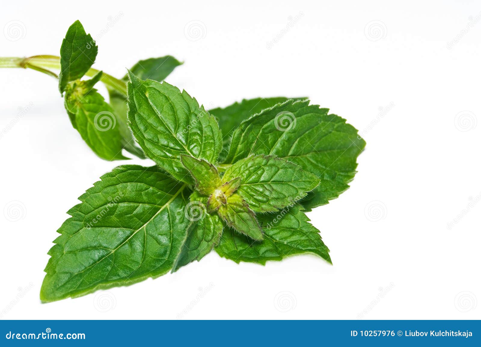 Peppermint branch stock photo. Image of green, bright - 10257976