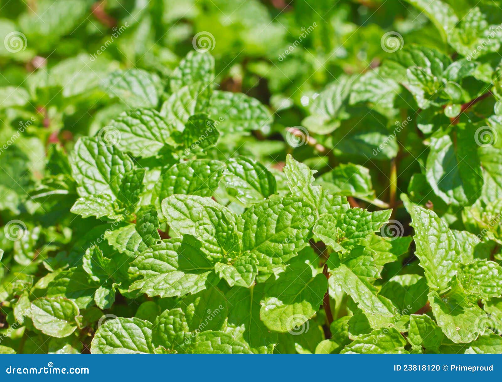 Peppermint Bush stock photo. Image of peppermint, herb - 23818120