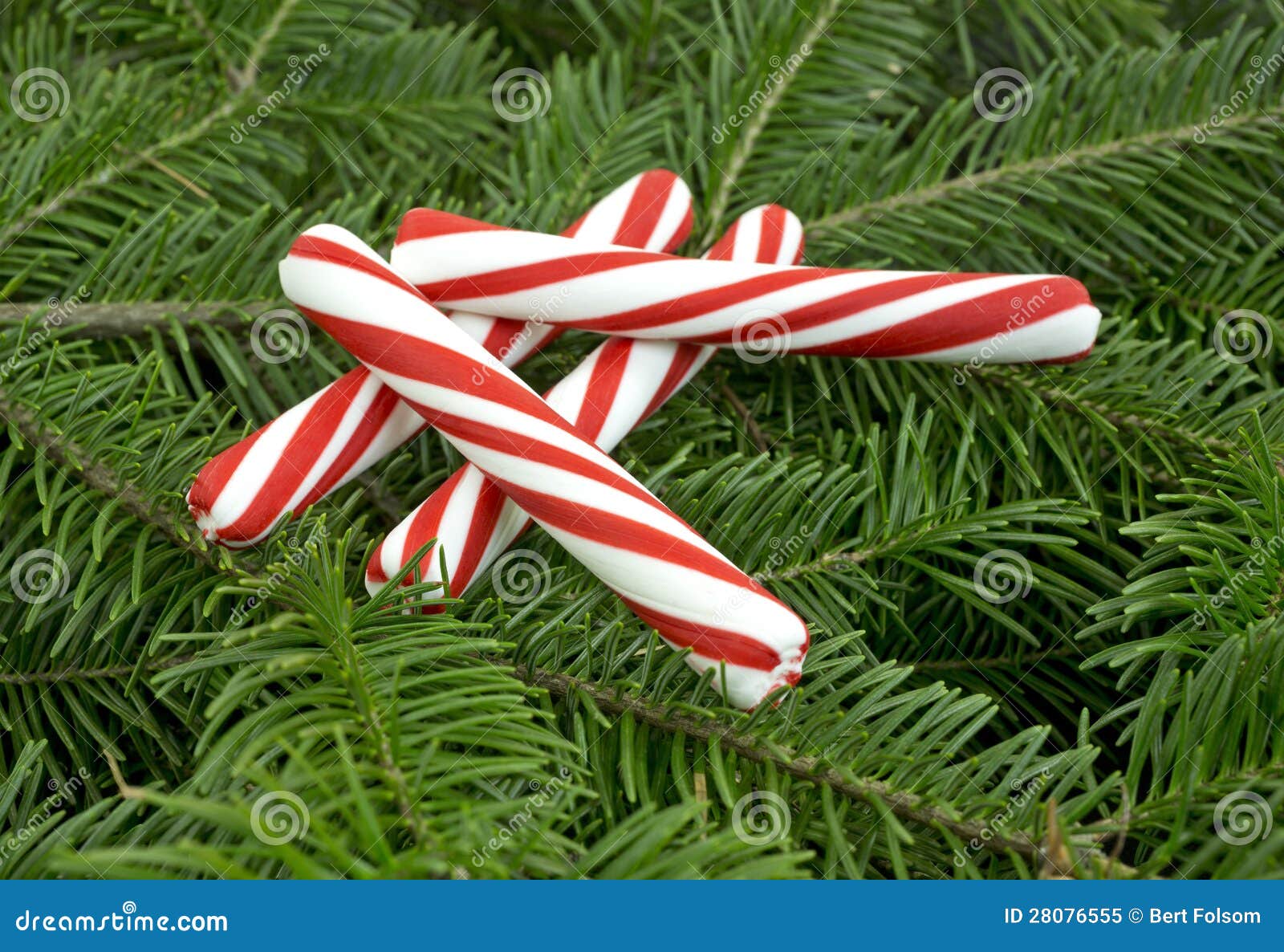 Peppermint Candy Sticks on Pine Boughs Stock Image - Image of flora ...