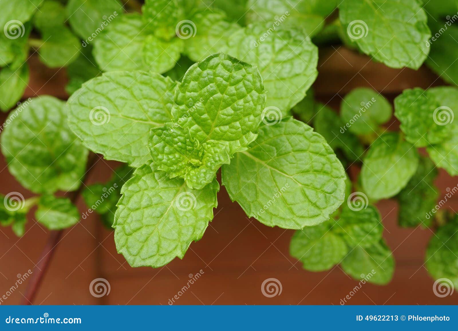 Peppermint stock image. Image of close, fresh, green - 49622213
