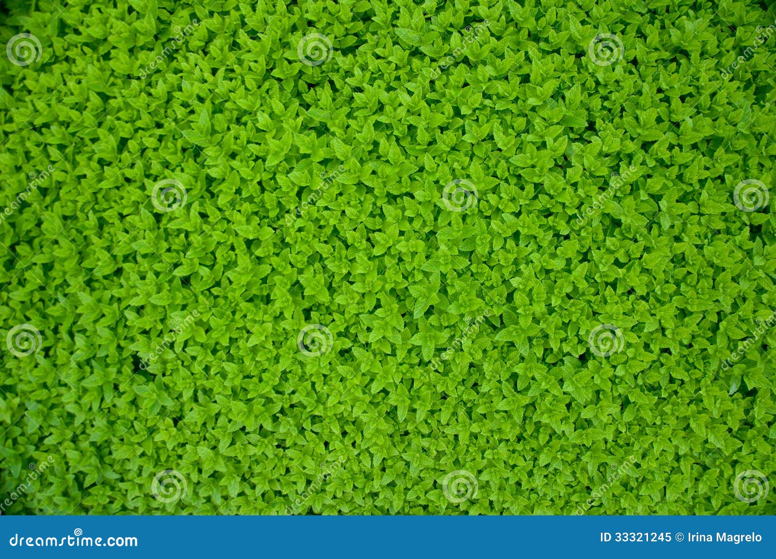 Peppermint stock image. Image of beautiful, outside, plant - 33321245