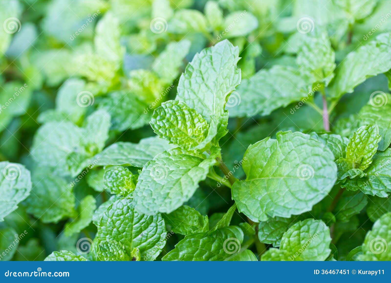 Peppermint stock image. Image of nature, branch, brandy - 36467451