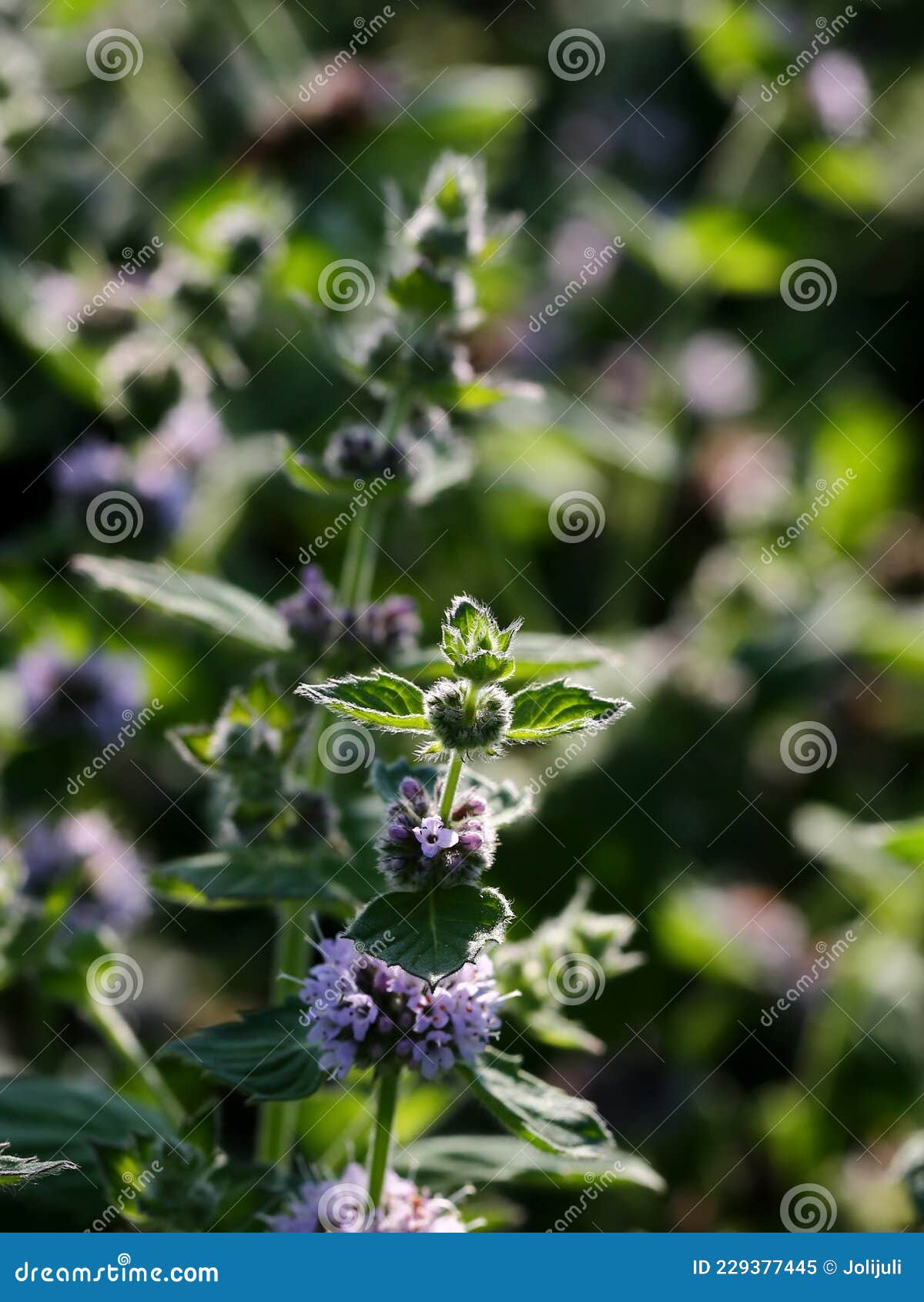 Peppermint flowers stock image. Image of growth, bloom - 229377445