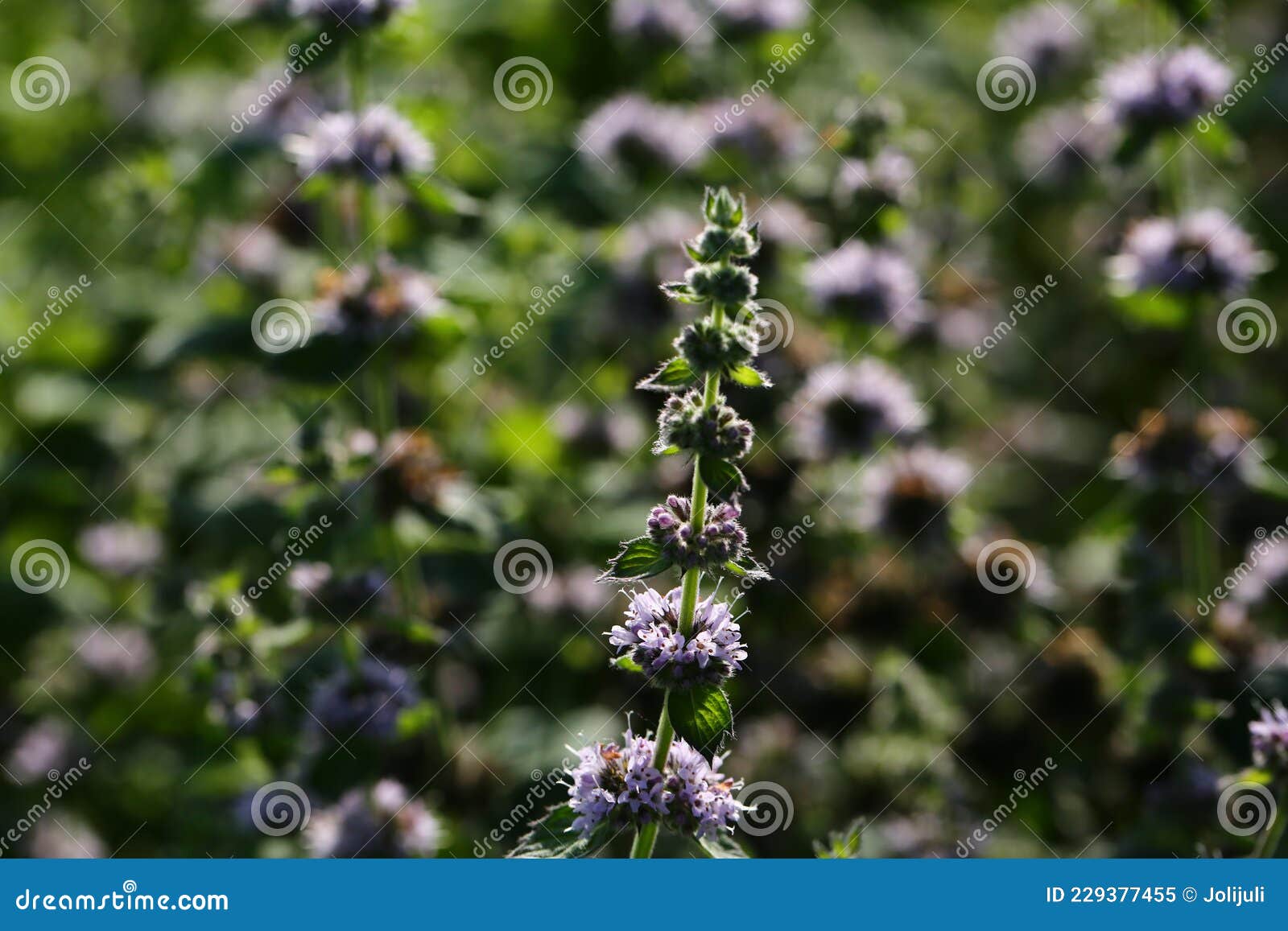 Peppermint flowers stock image. Image of summertime - 229377455